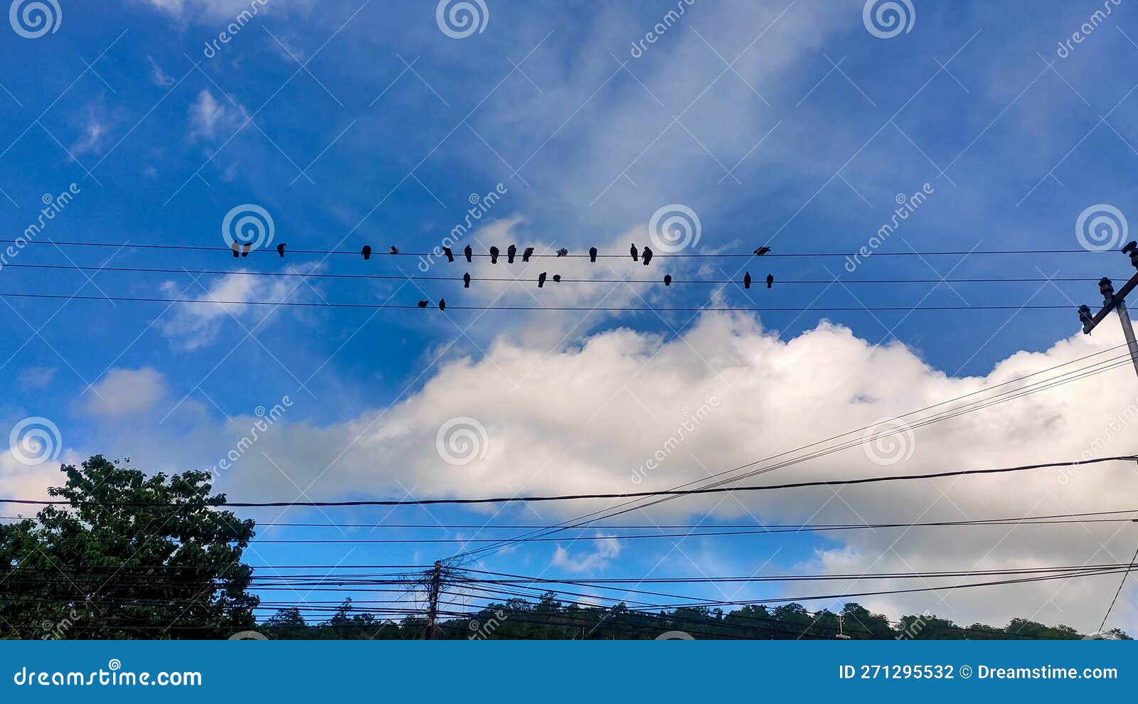 Pigeons Roost on Power Lines during the Day Stock Photo - Image of ...