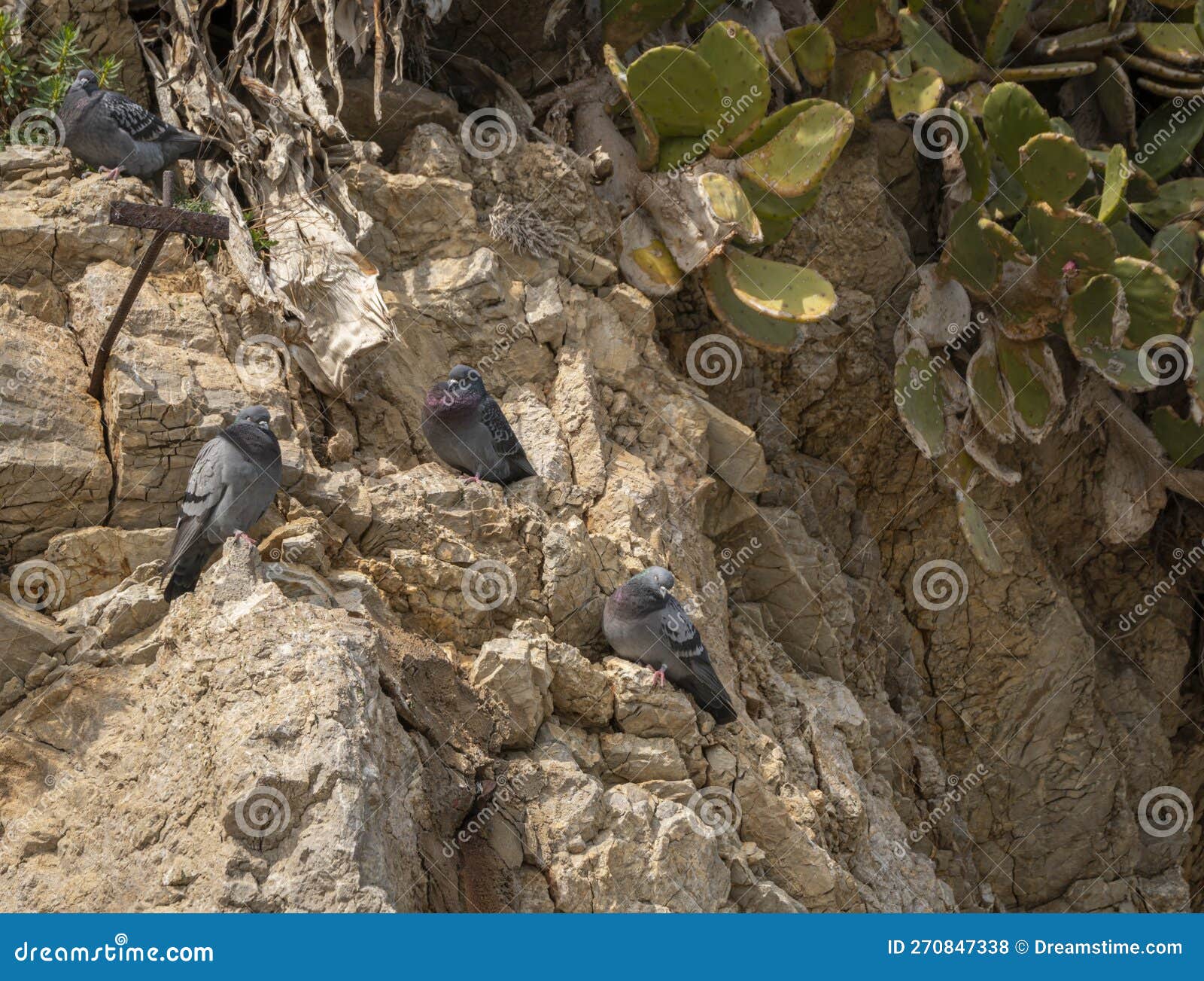Pigeons roosting on Rocks stock photo. Image of side - 270847338