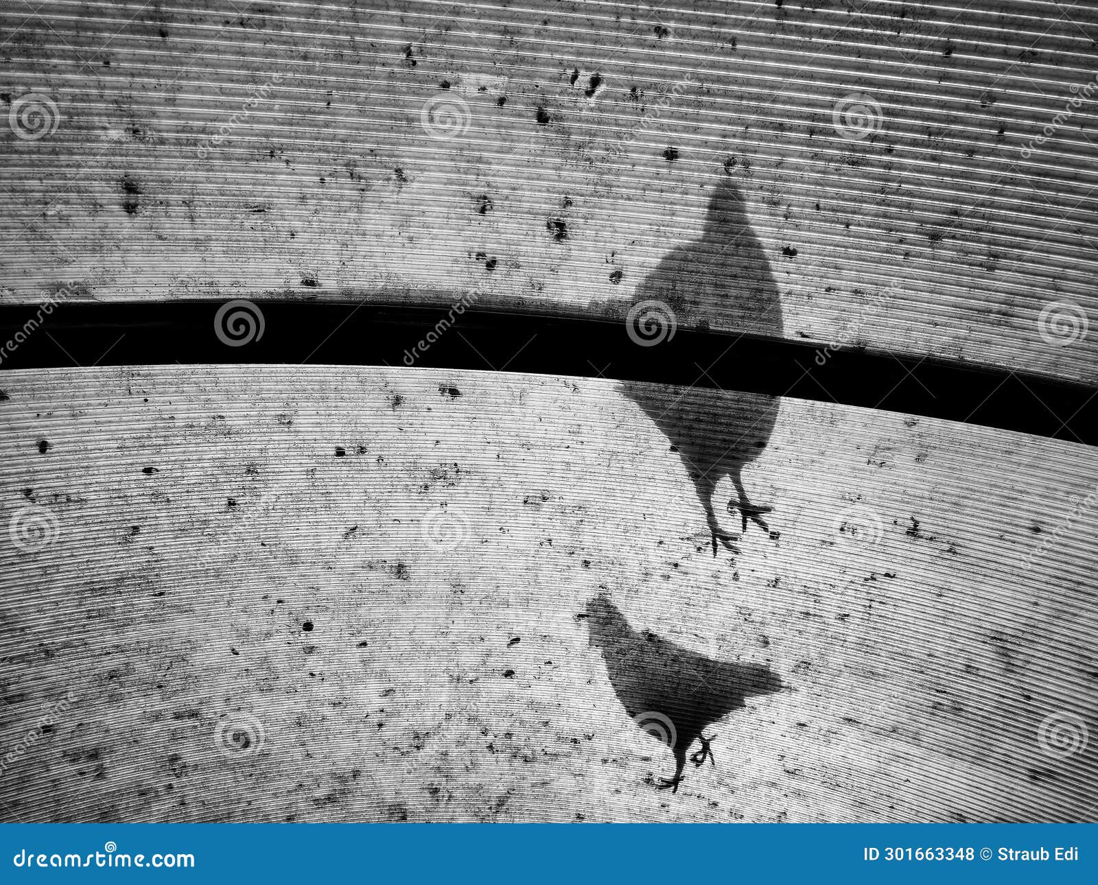 Pigeons Shadow on a Dirty Plastic Rooftop Stock Photo - Image of ...