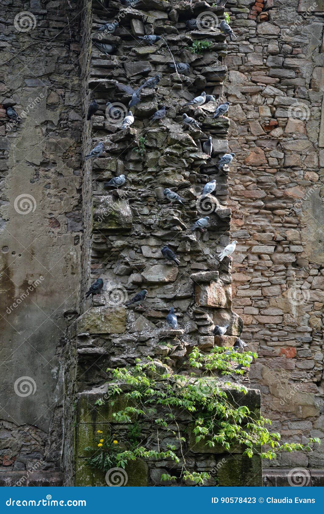 Pigeons Sit on Projections of an Stone Wall Stock Image - Image of bird ...