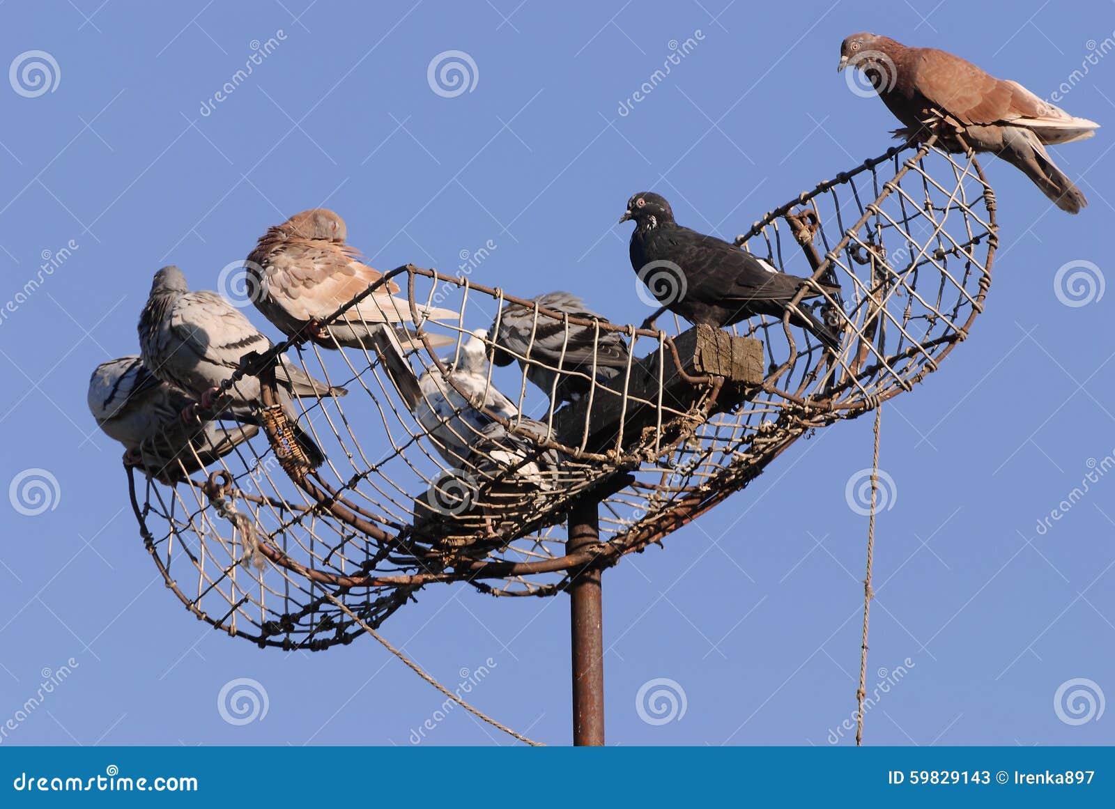 Dove Trap Stock Photos - Free & Royalty-Free Stock Photos from Dreamstime