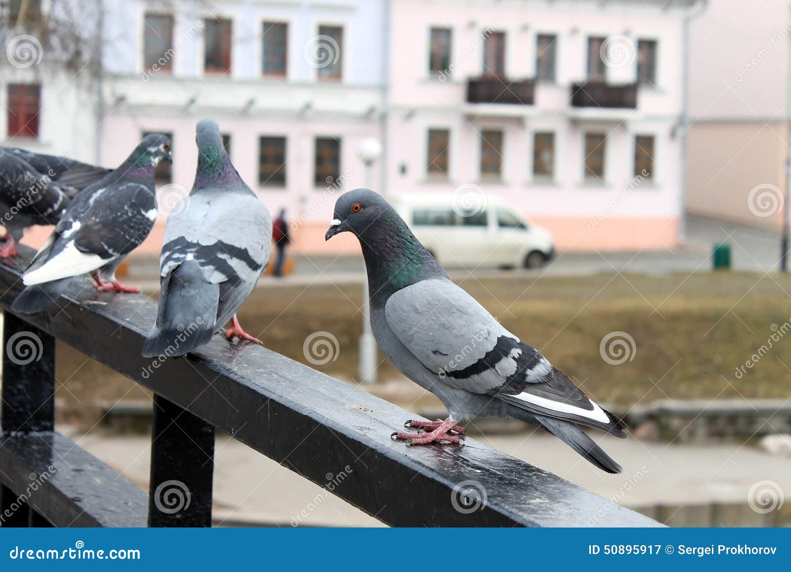 Pigeons sitting stock image. Image of city, bird, square - 50895917