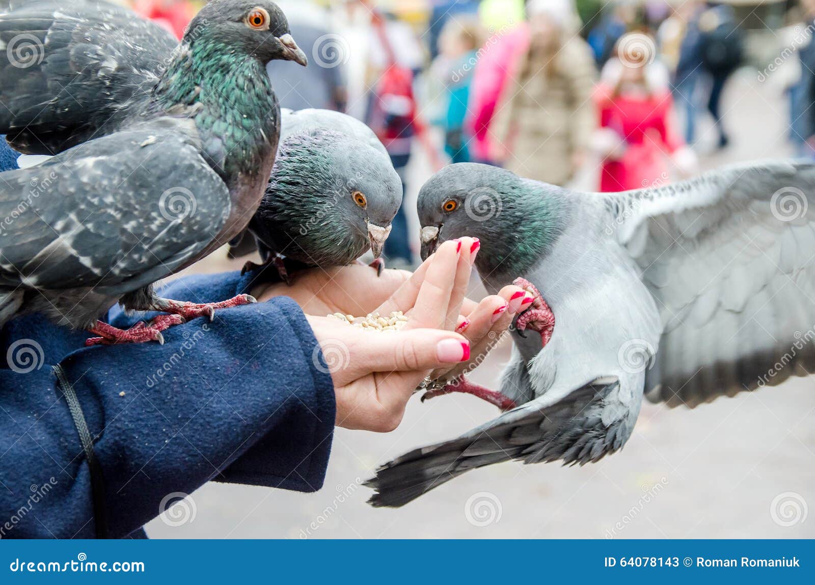 Pigeons sitting on hand stock image. Image of diseases - 64078143