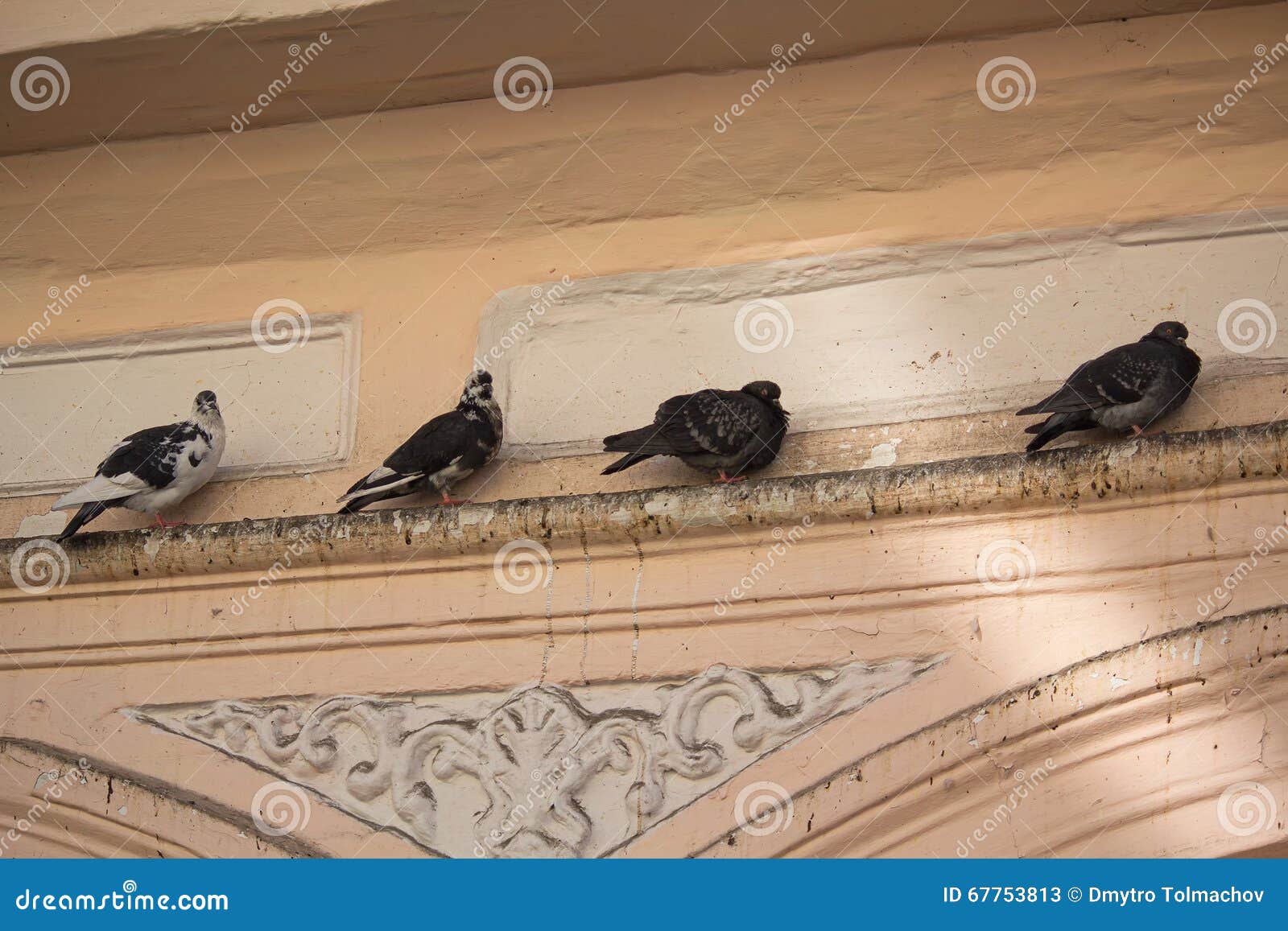 Pigeons Sitting on the Ledge of an Old Building Stock Image - Image of ...
