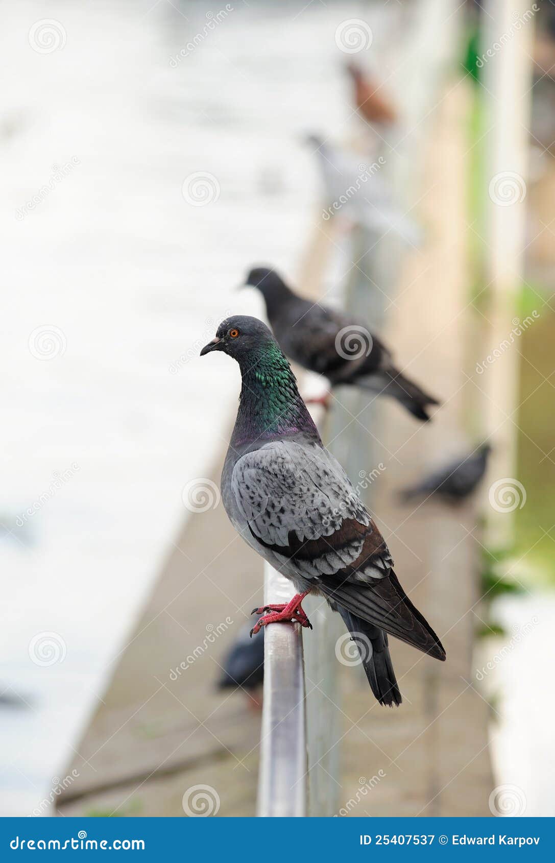 Pigeons sitting on a perch stock image. Image of wonder - 25407537