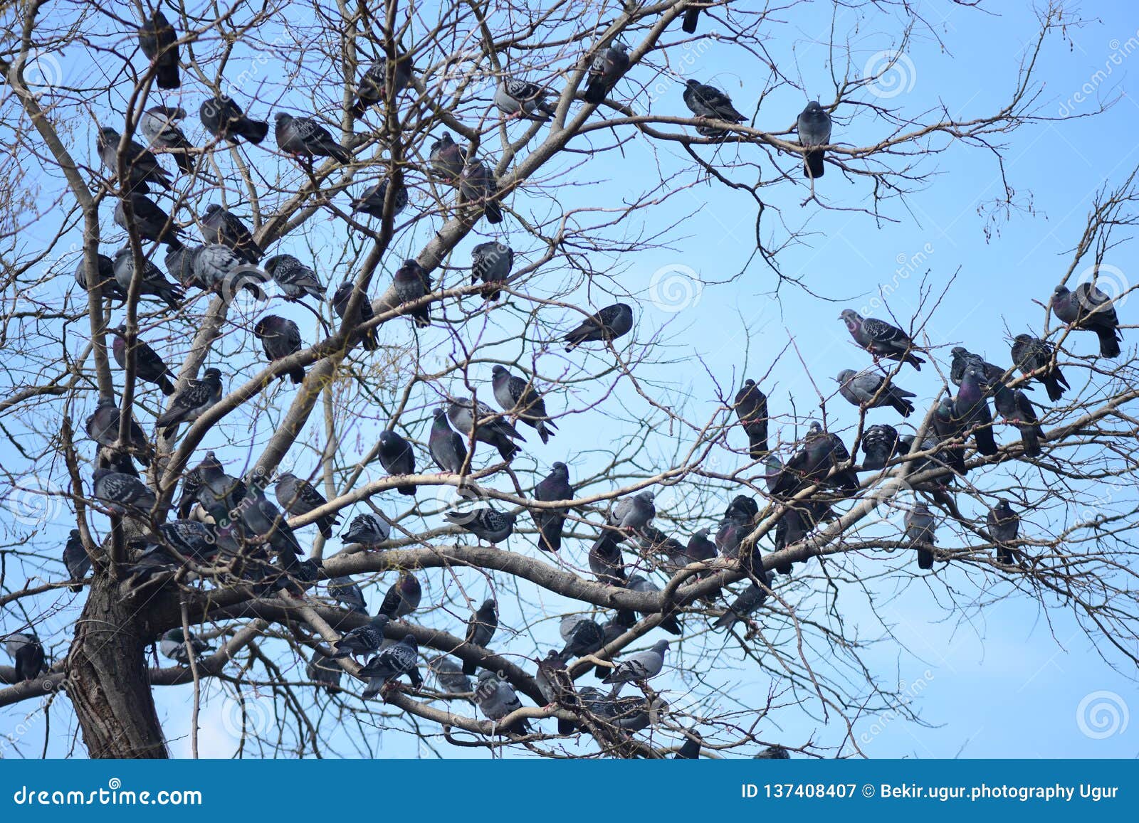 Pigeons sitting in a tree stock image. Image of autumn - 137408407