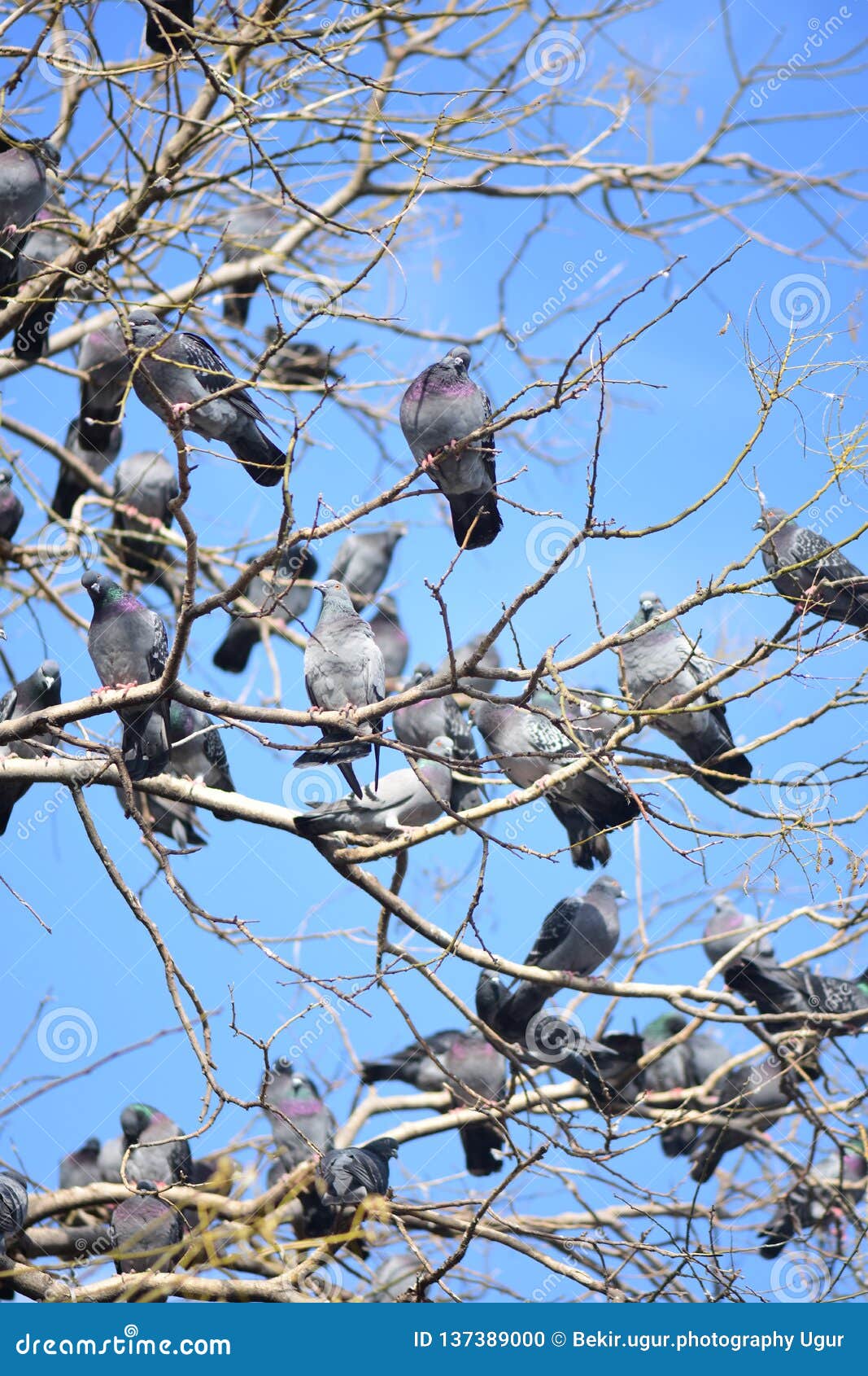 Pigeons sitting in a tree stock photo. Image of nature - 137389000