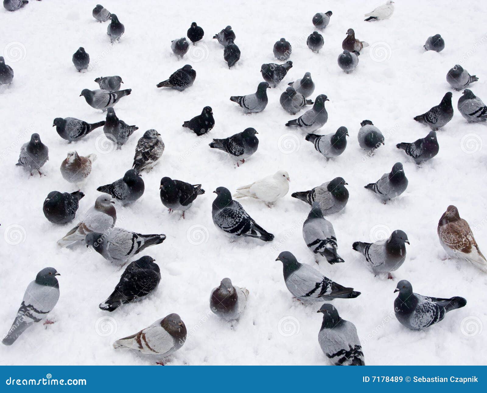 Pigeons in snow stock image. Image of animal, pattern - 7178489