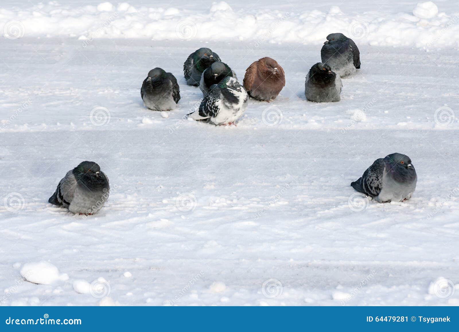Frozen Pigeons Sitting On Tree Near Brick House. Stock Photo ...