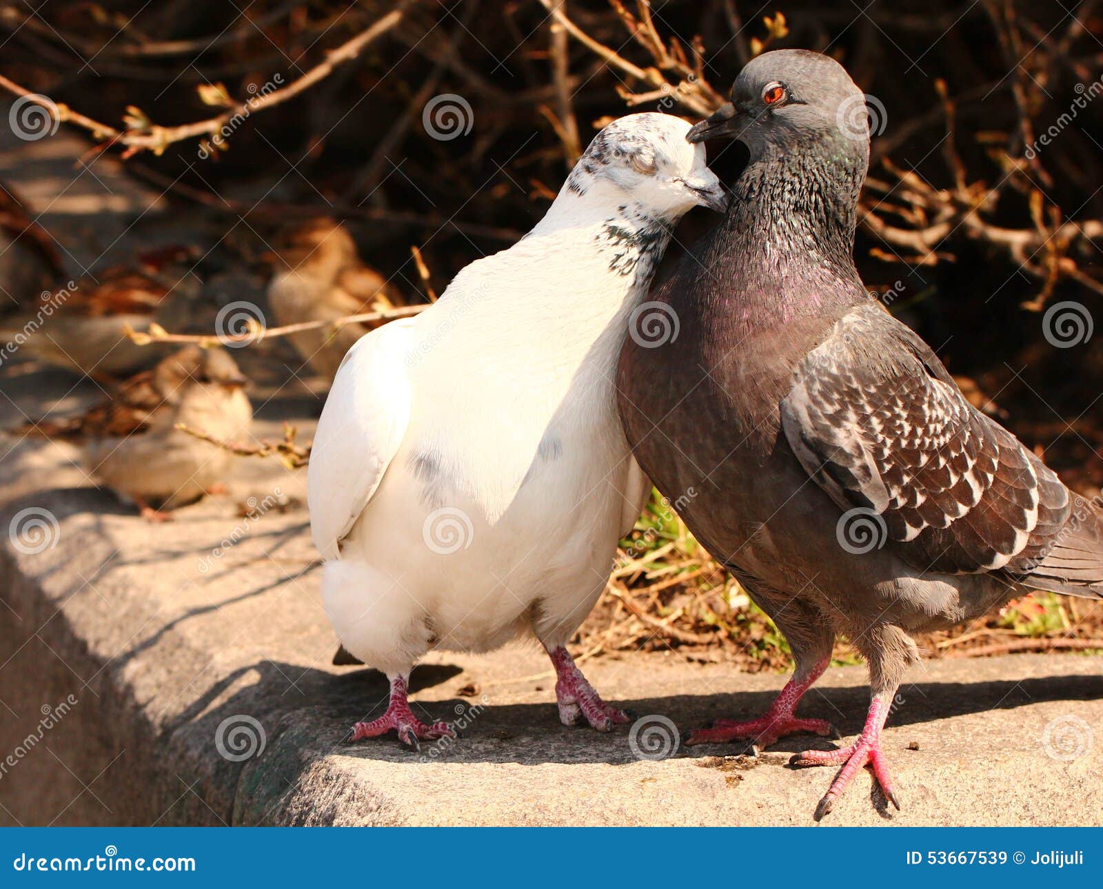 Pigeons snuggling stock image. Image of pigeon, tree - 53667539