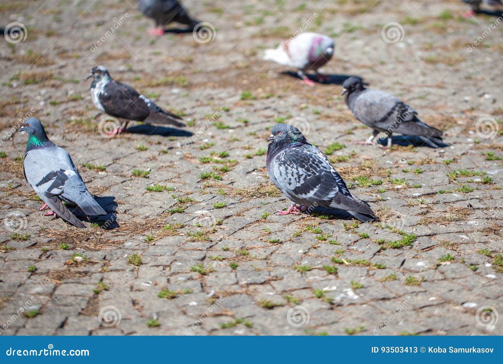 Pigeons on the Square, Birds Clouse Up Stock Image - Image of wild ...
