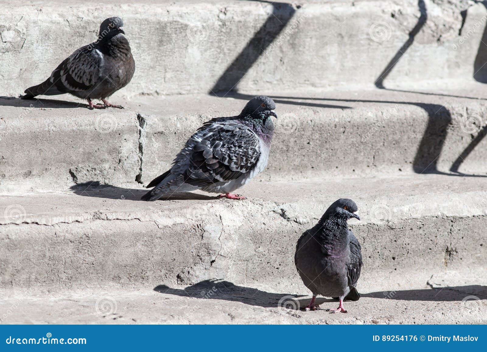 Pigeons on the stairs stock photo. Image of outdoor, stone - 89254176