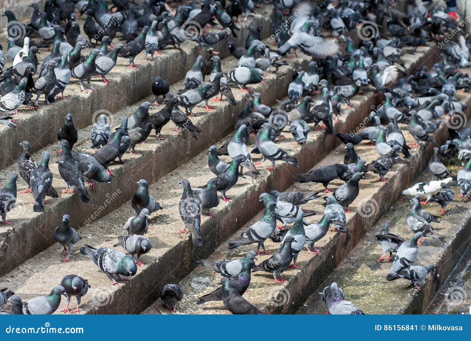 Pigeons on stairs stock image. Image of bird, glossy - 86156841