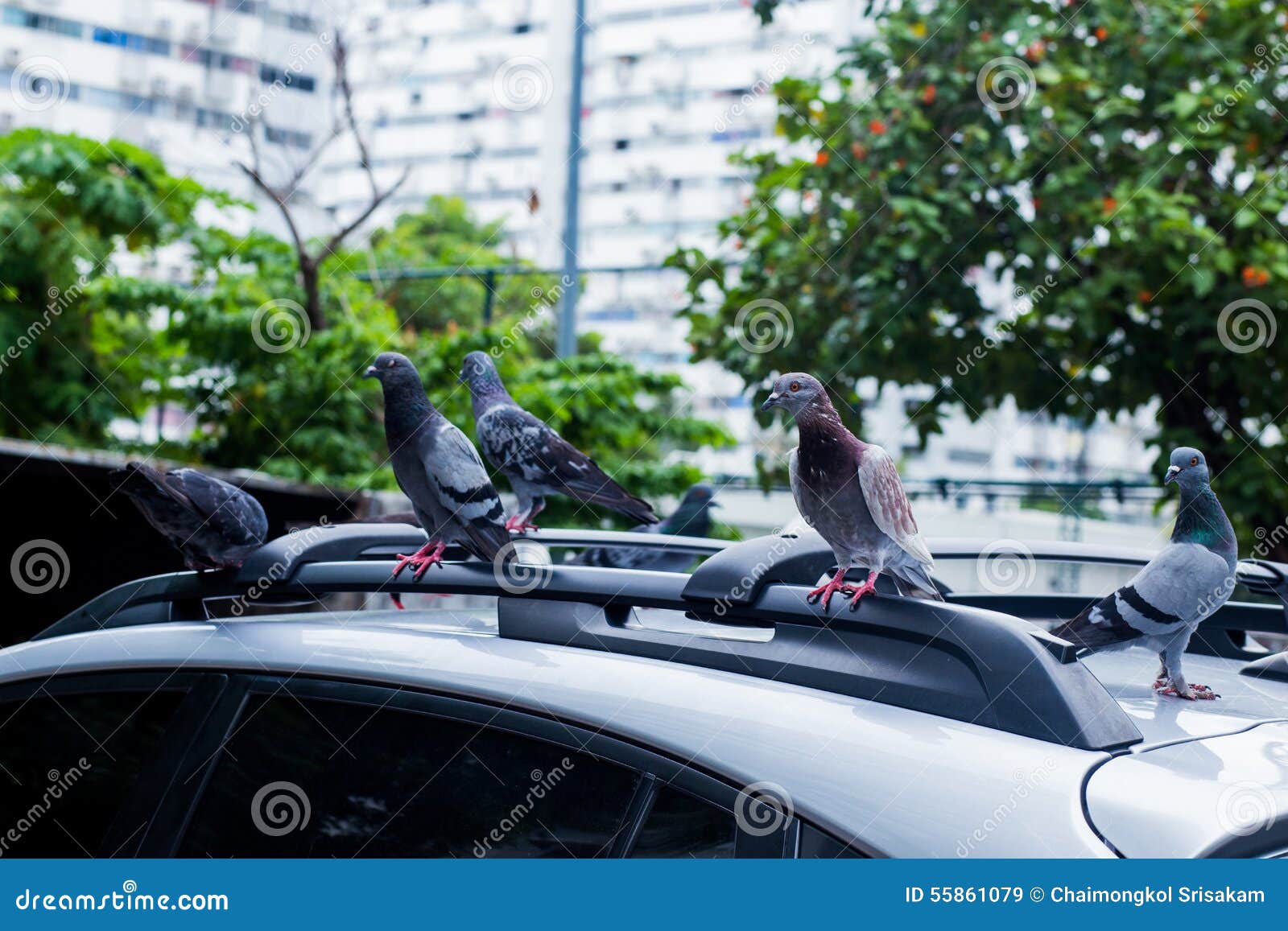 Pigeons standing stock image. Image of beauty, focus - 55861079