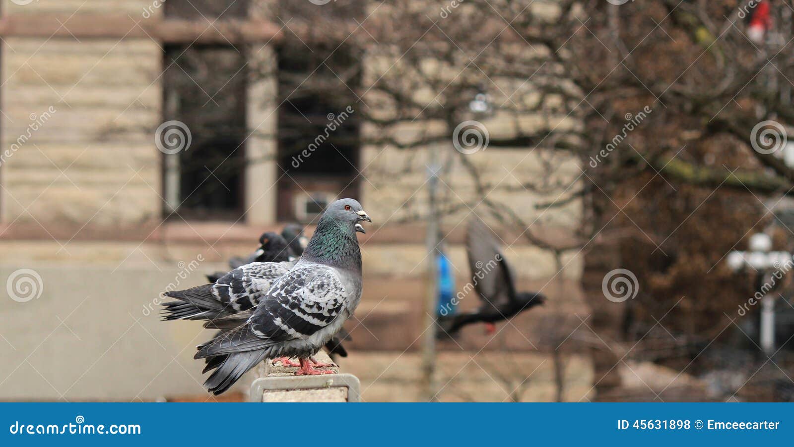 Pigeons stock photo. Image of pigeons, pigeon, fence - 45631898