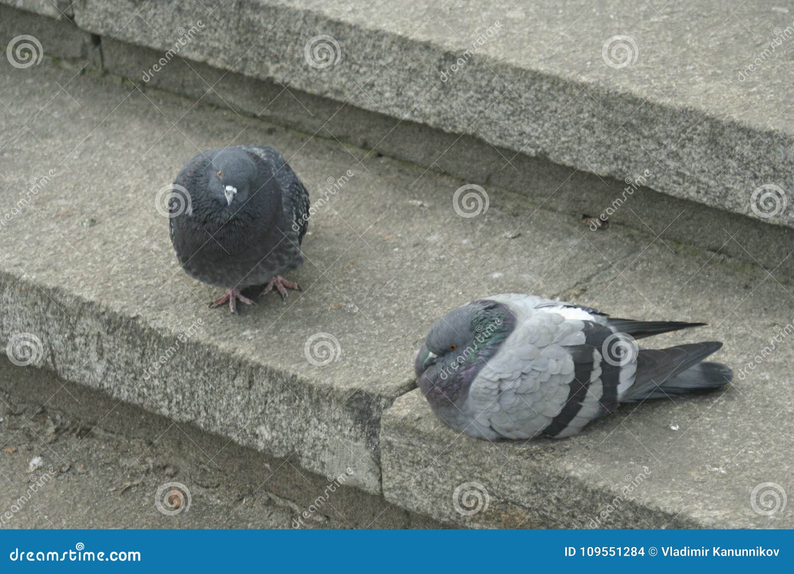 Pigeons on the steps stock photo. Image of dove, autumn - 109551284