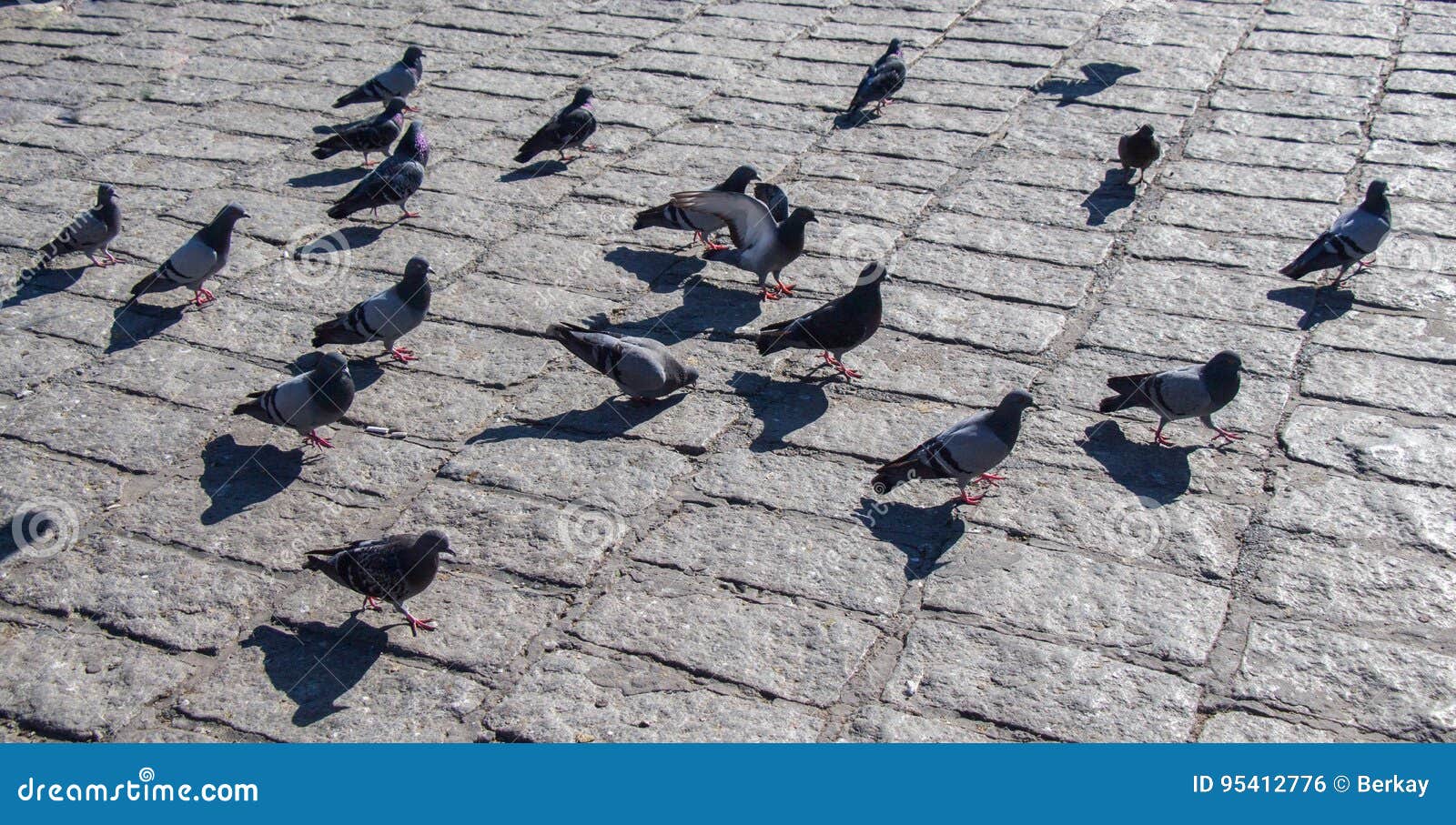 Pigeons on stone pavement stock photo. Image of flying - 95412776