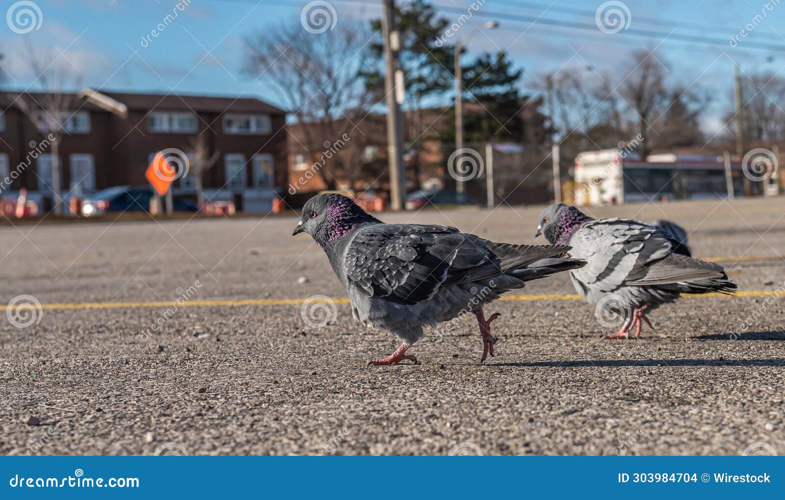 Pigeons Walking on an Asphalt Road Stock Photo - Image of strolling ...