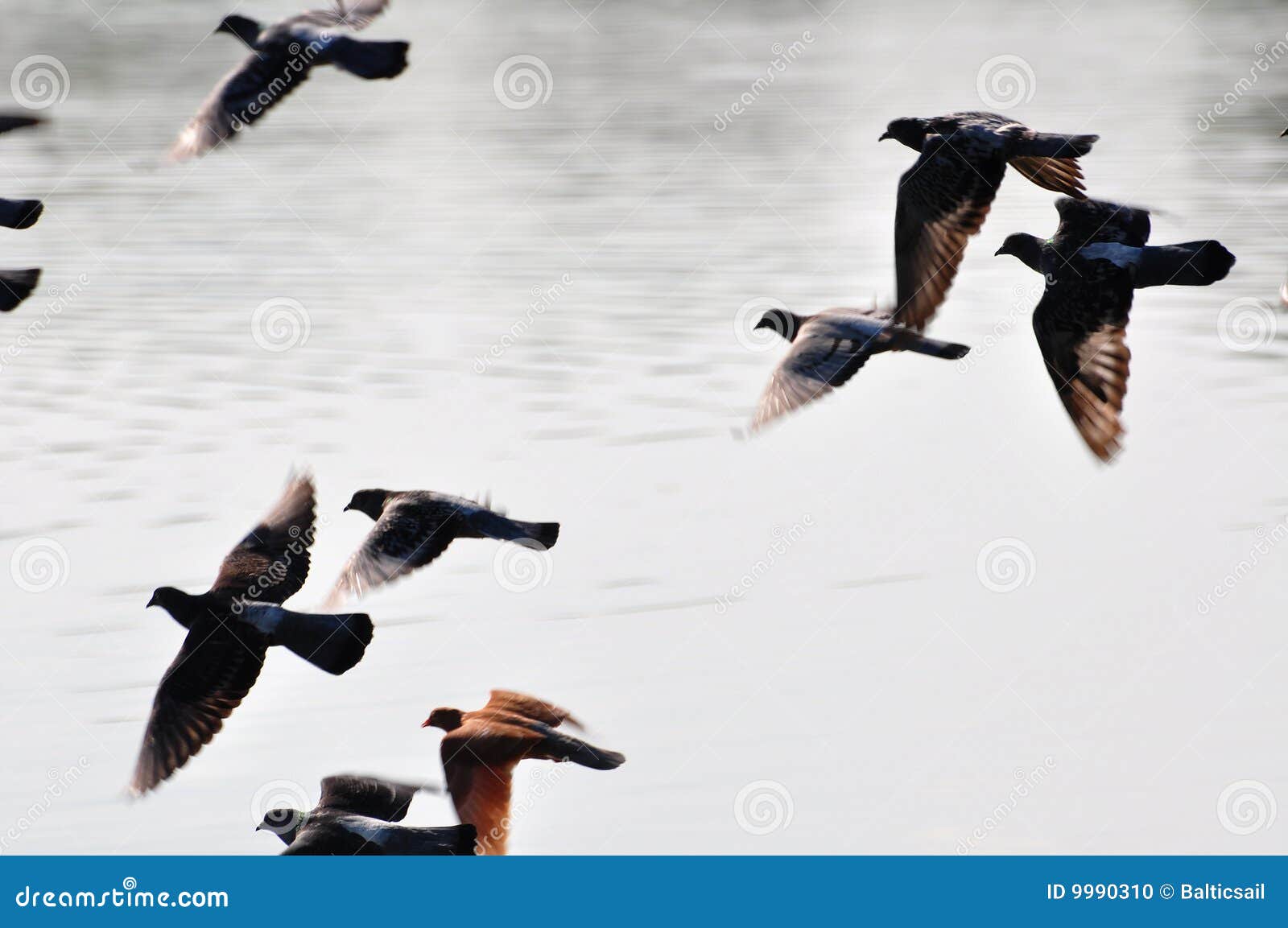 Pigeons take flight stock photo. Image of water, texas - 9990310