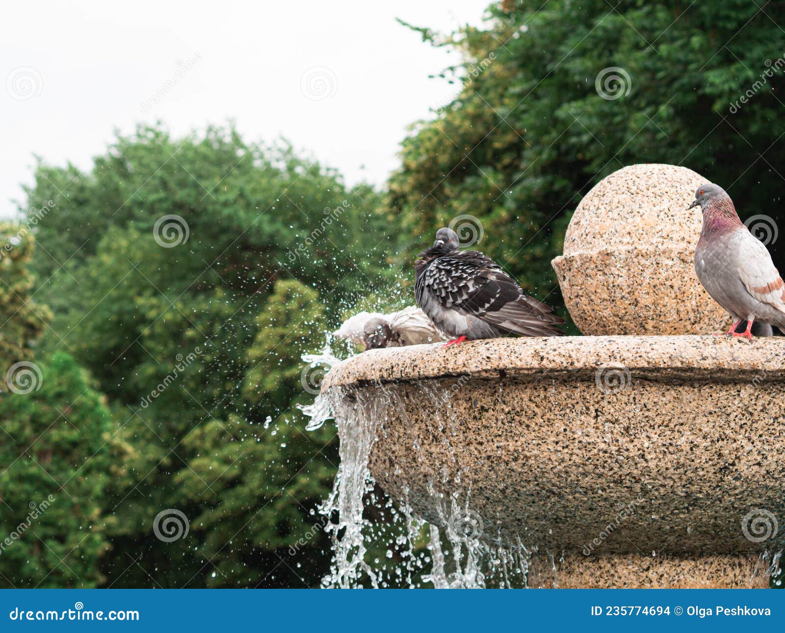 Pigeons Taking a Bath Perched on Water Fountain Stock Photo - Image of ...
