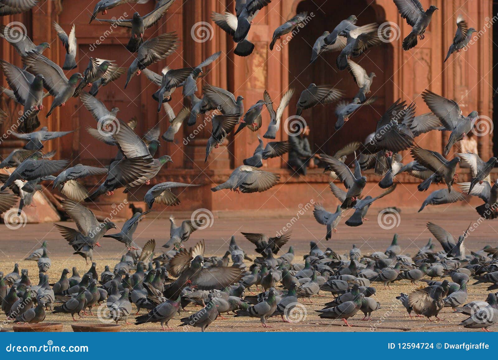 Pigeons taking off stock photo. Image of pigeon, nature - 12594724