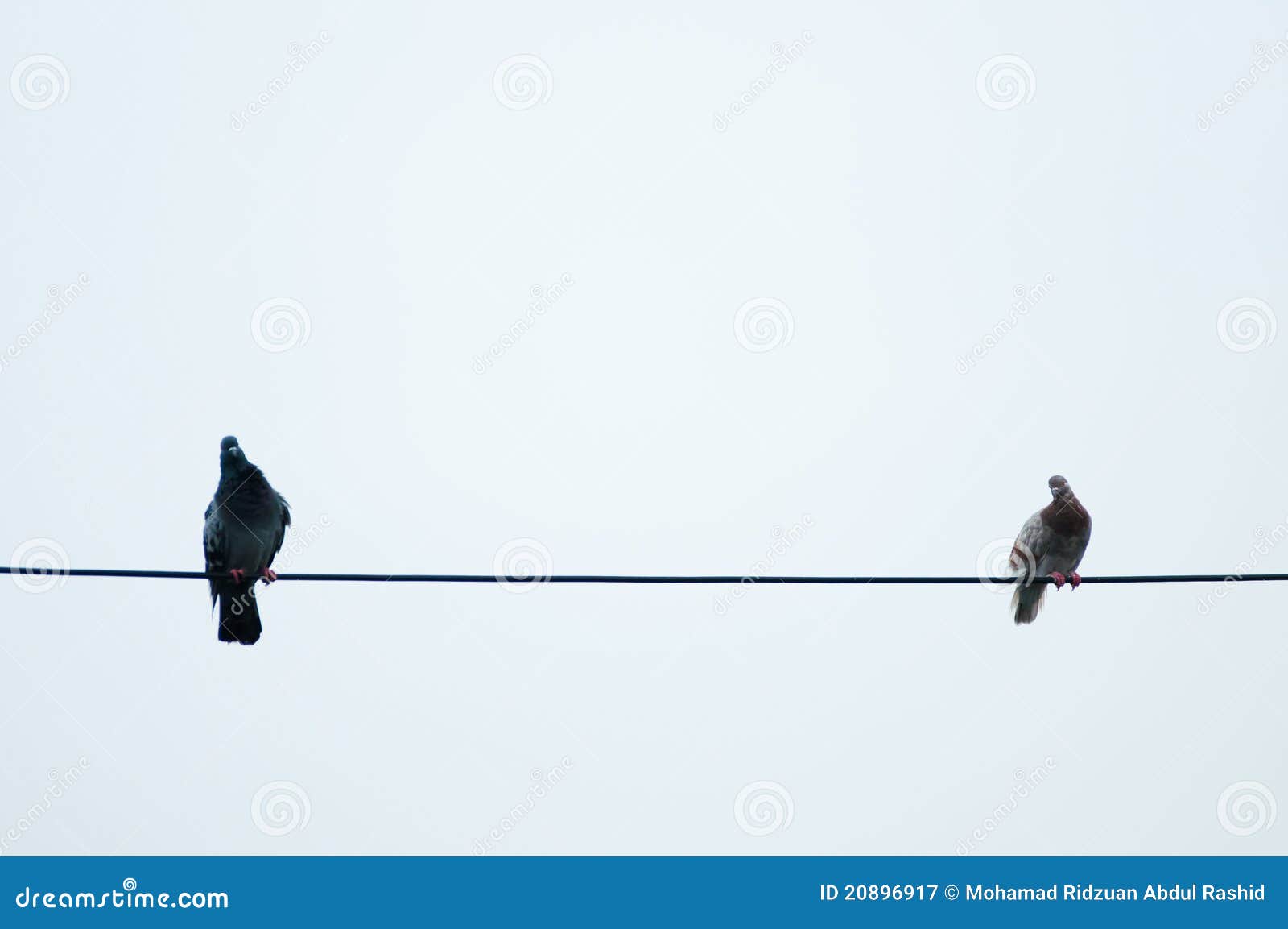 Pigeons on Telephone Cable stock image. Image of animal - 20896917