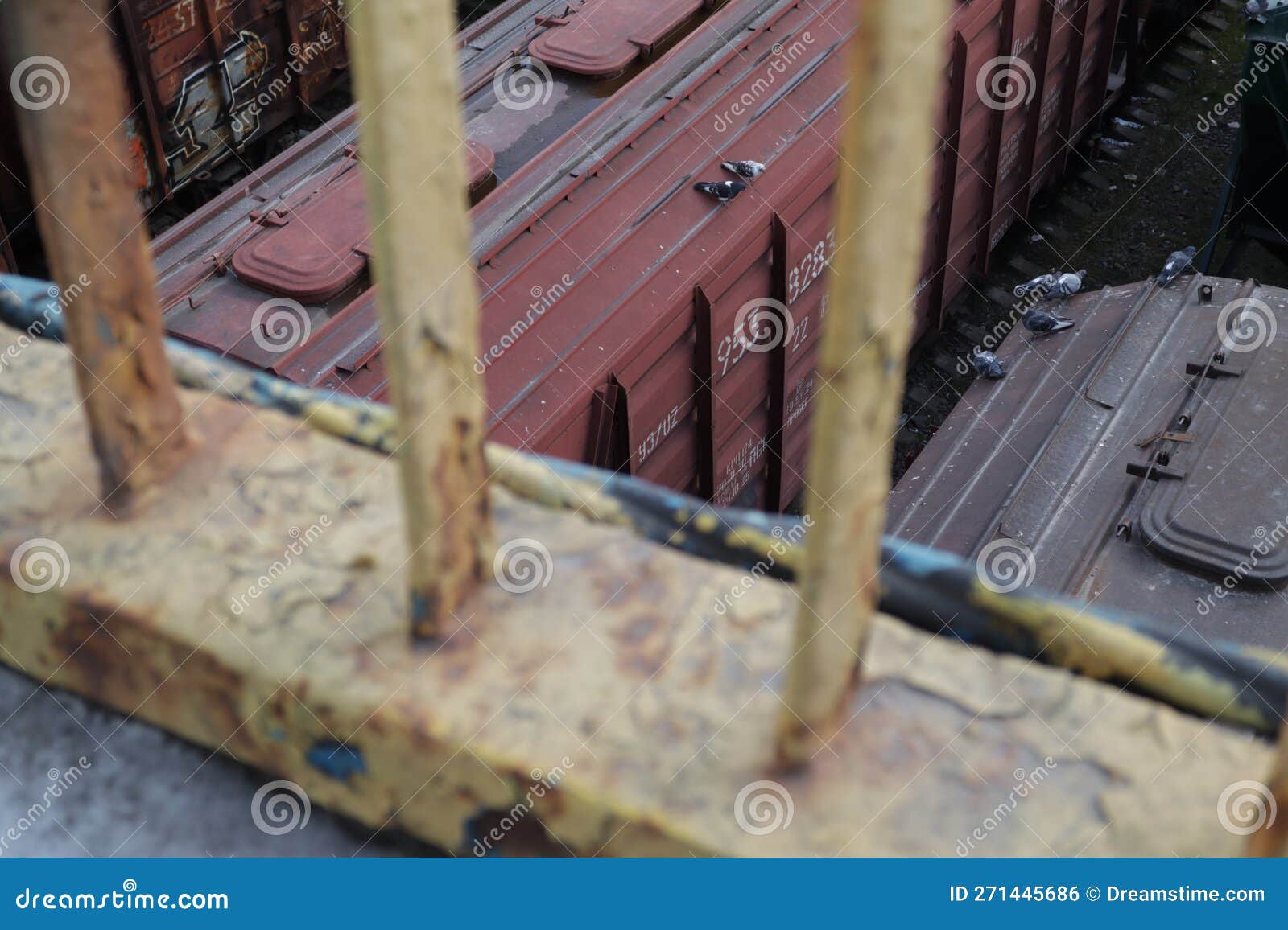 Pigeons on a train car stock photo. Image of train, roof - 271445686