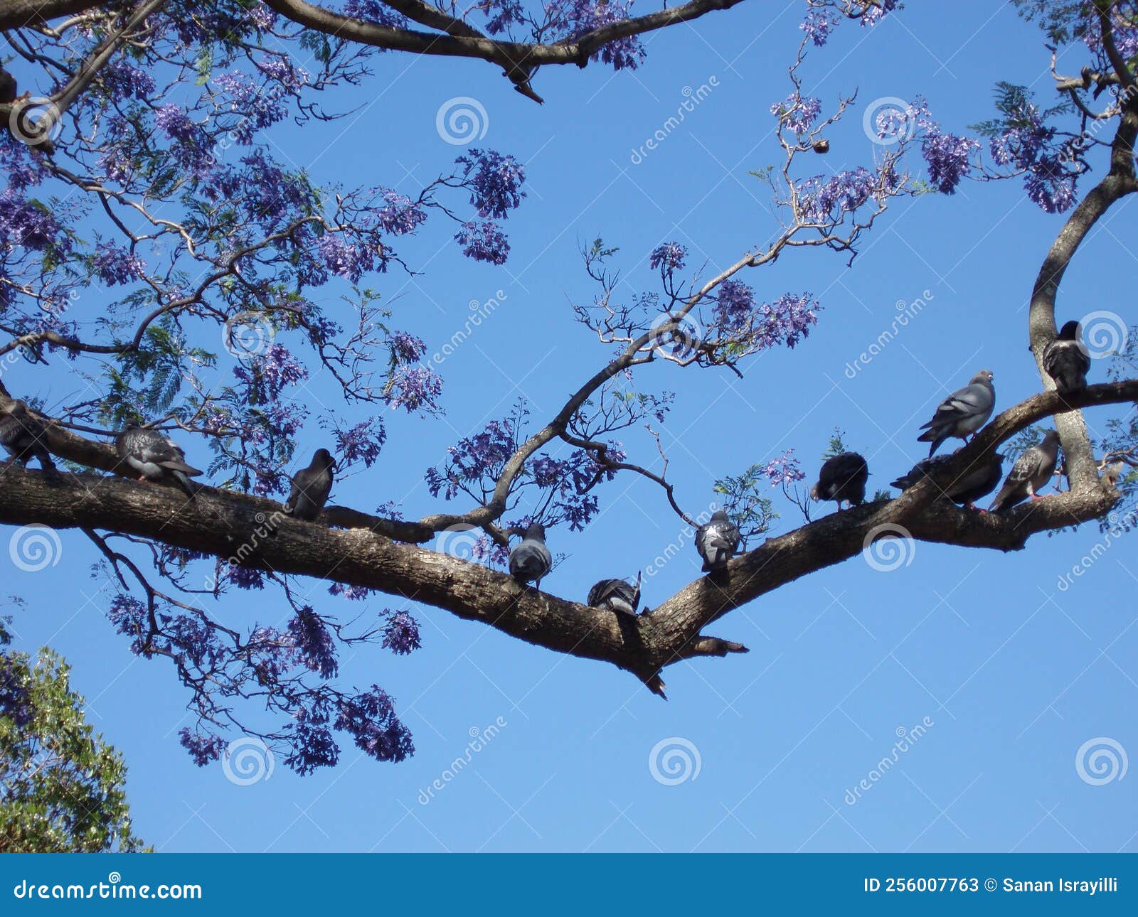 Pigeons in a tree stock image. Image of sunlight, spring - 256007763