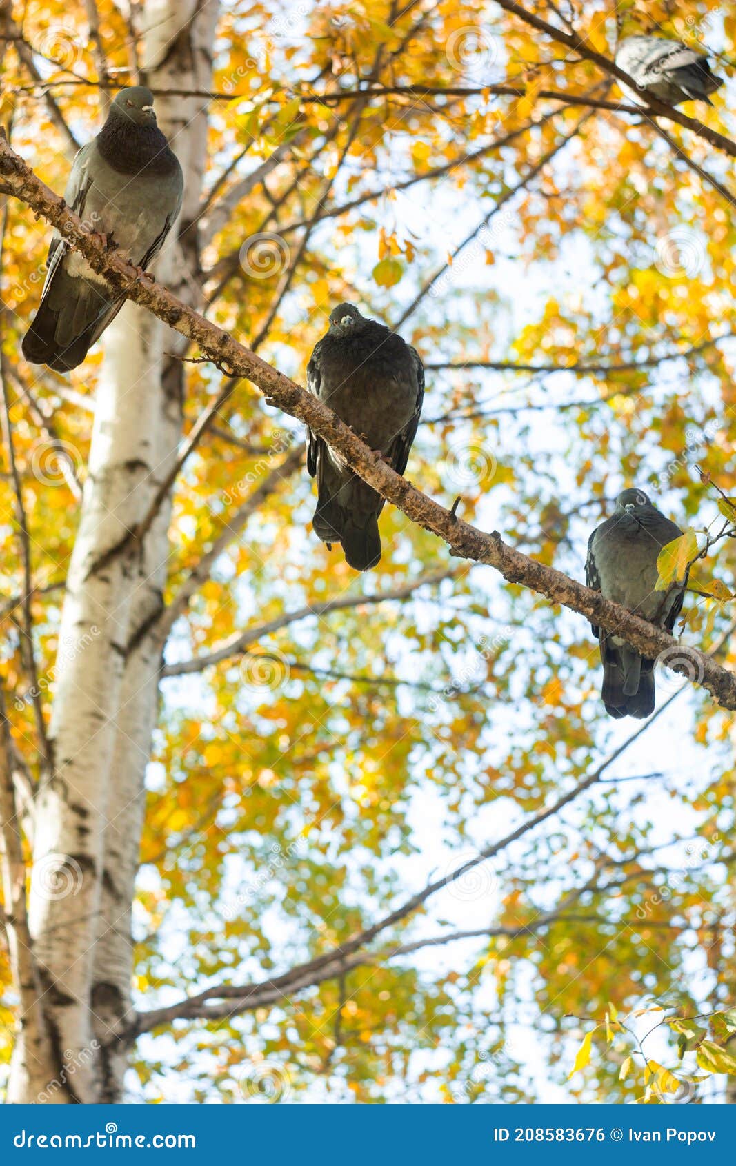 Pigeons on a Tree in Autumn Stock Photo - Image of tree, wing: 208583676