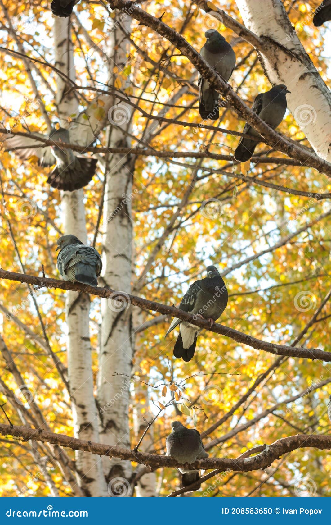 Pigeons on a Tree in Autumn Stock Photo - Image of group, sunshine ...