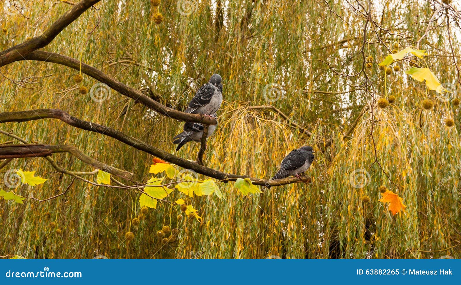 Pigeons on tree stock image. Image of fall, tree, woods - 63882265