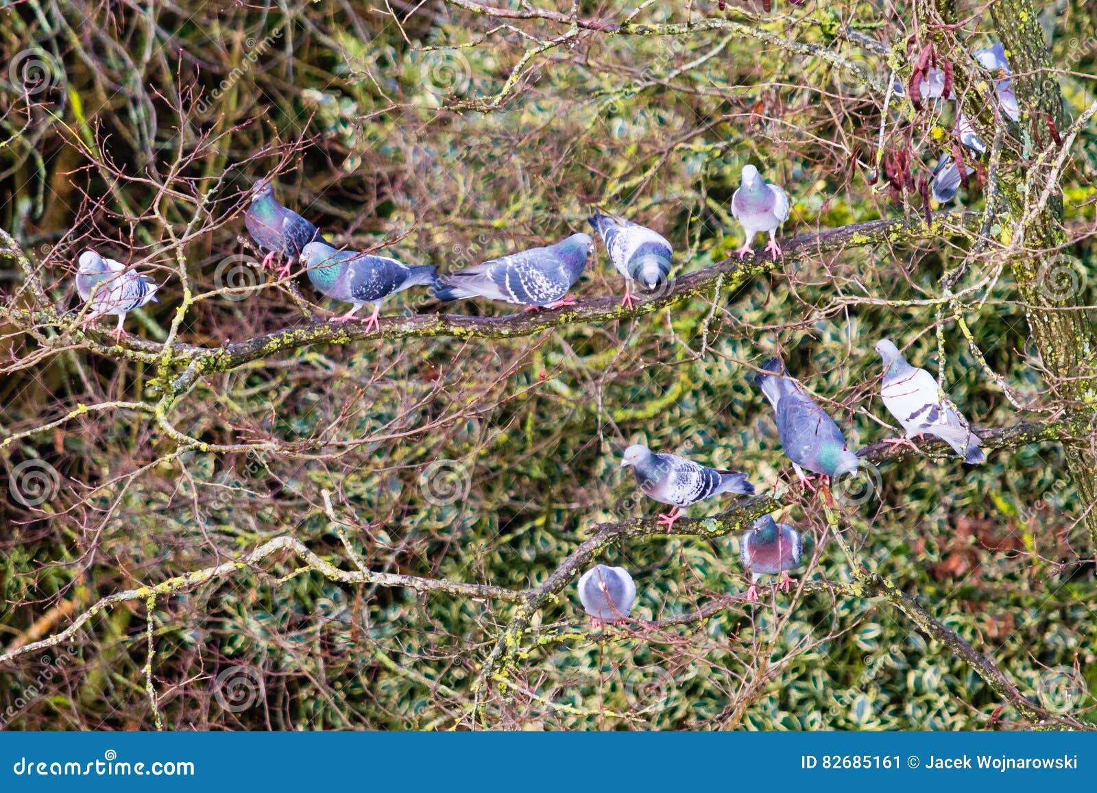 Pigeons on the Tree Branch Top View Stock Image - Image of wildlife ...