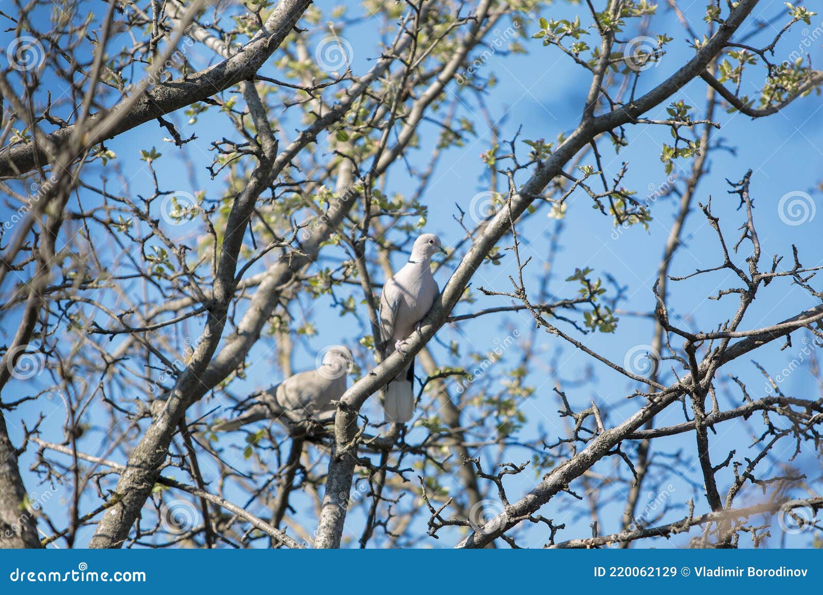 Pigeons on the tree stock image. Image of blossoms555 - 220062129