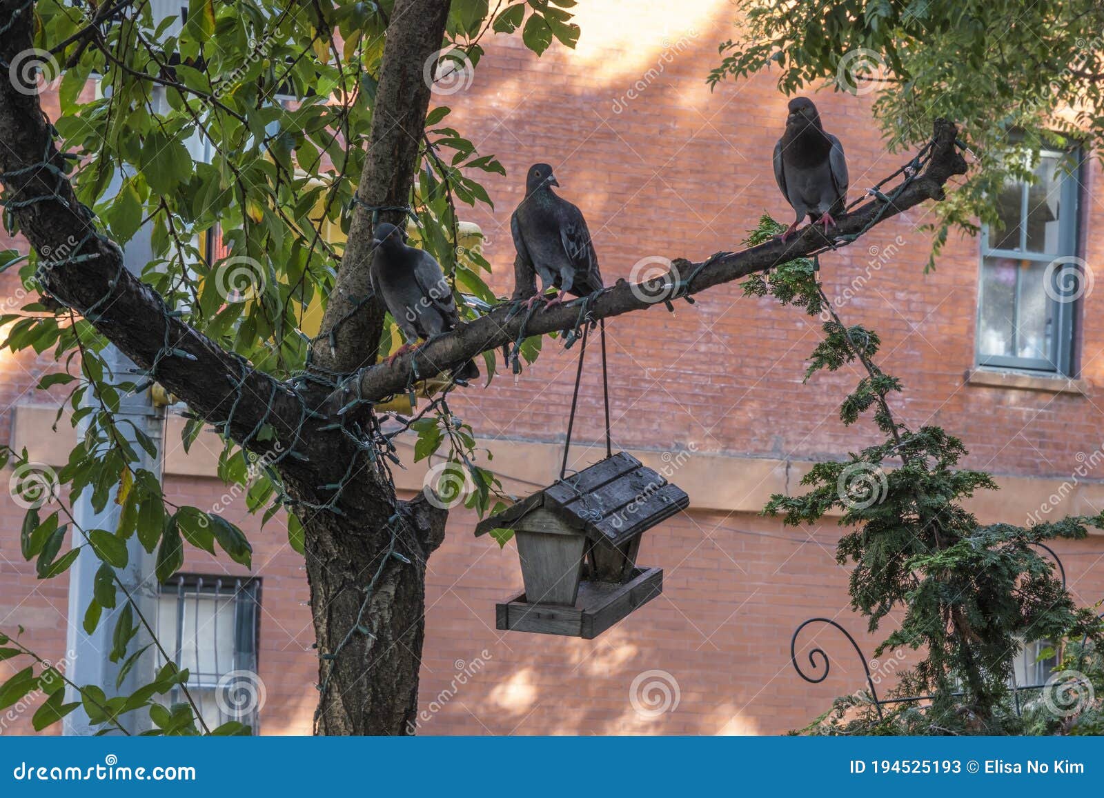 Pigeons on a tree stock image. Image of york, animals - 194525193