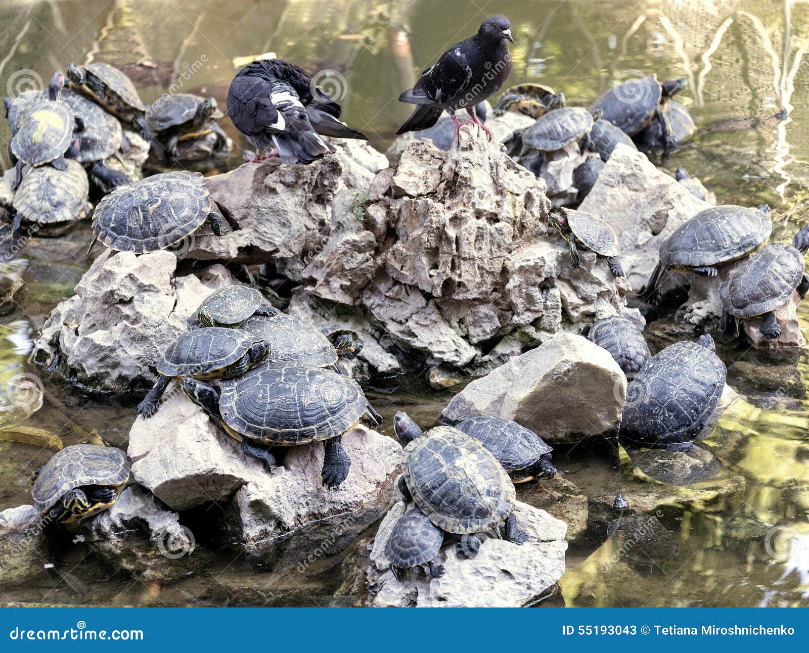 Pigeons and turtles stock image. Image of branch, group - 55193043