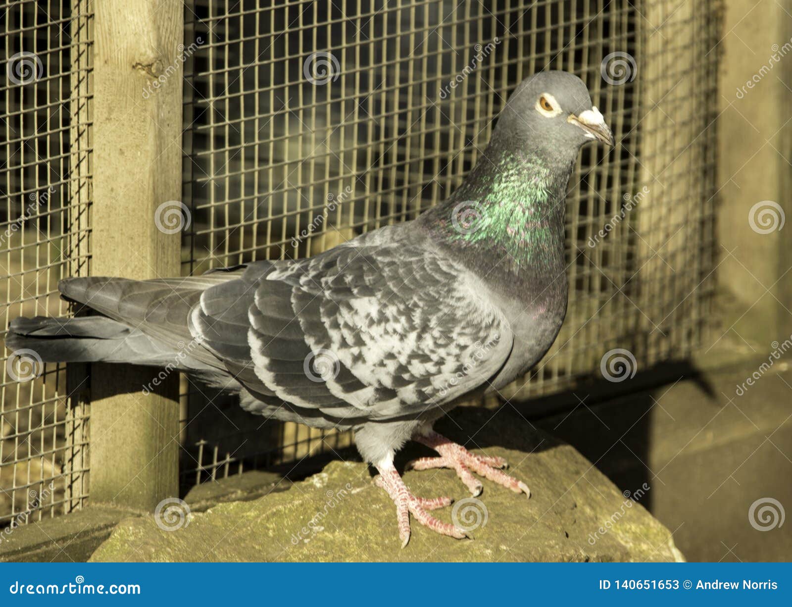 Pigeons stock image. Image of woodpigeon, nature, wing - 140651653