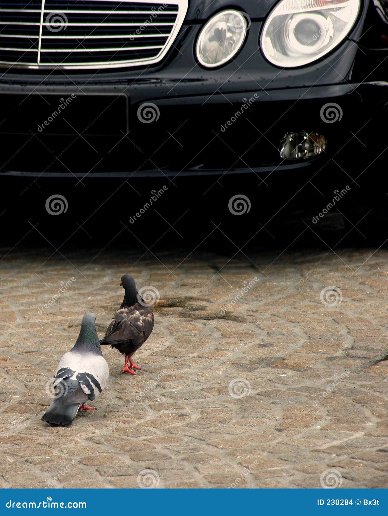 Pigeons Vs. Car stock photo. Image of front, automobile - 230284