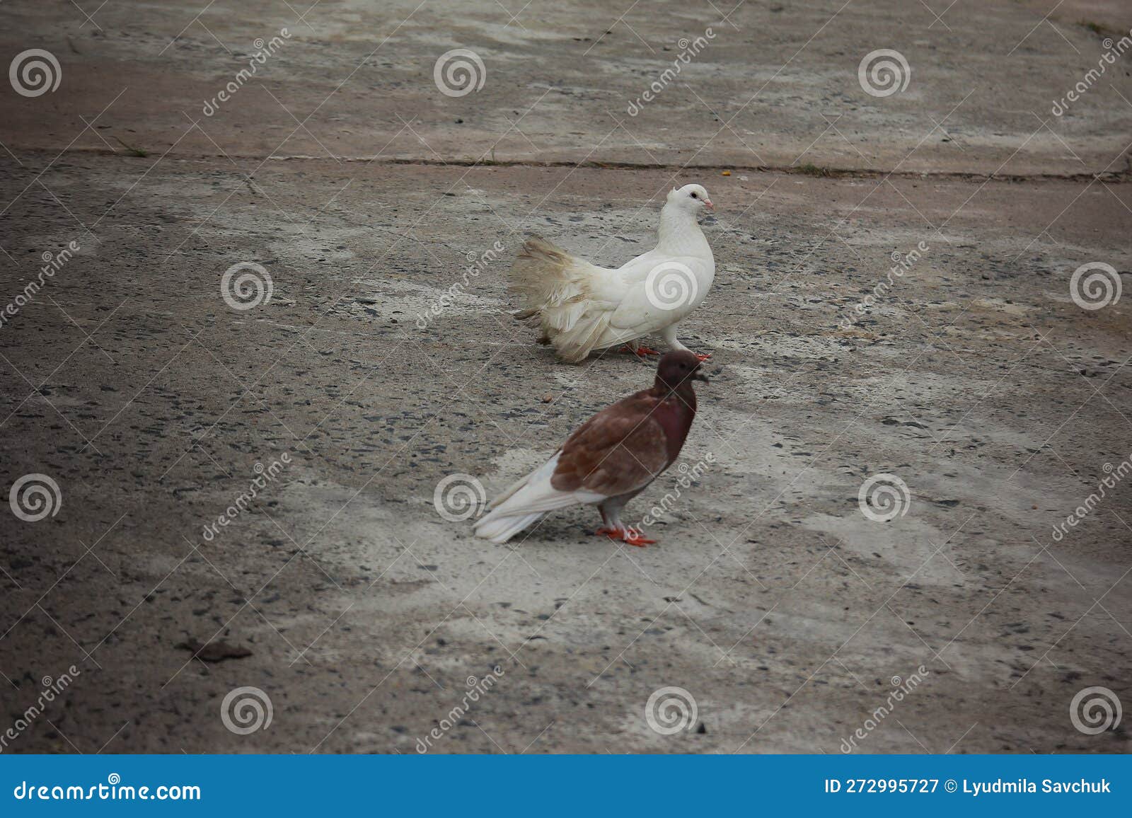 Pigeons Walk on the Asphalt Stock Image - Image of green, pigeons ...