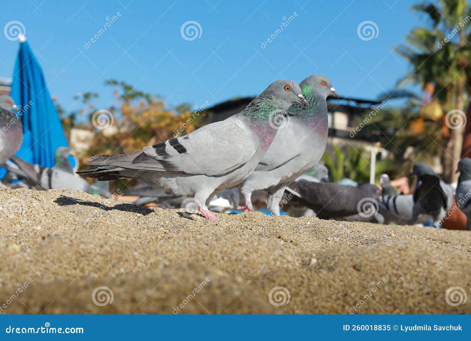 Pigeons Walk on a Sandy Beach Stock Image - Image of bird, beach: 260018835