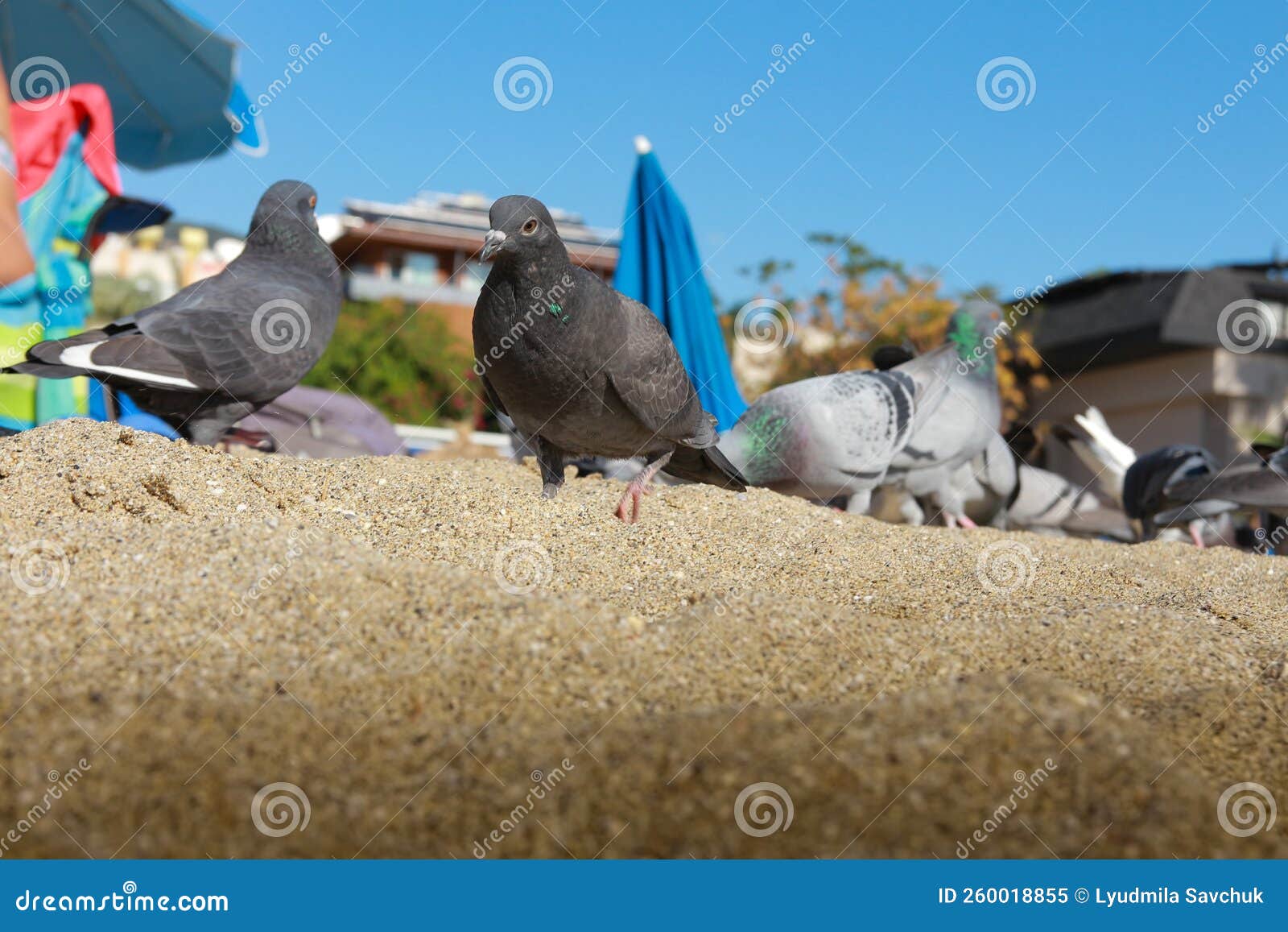 Pigeons Walk on a Sandy Beach Stock Image - Image of sandy, bird: 260018855