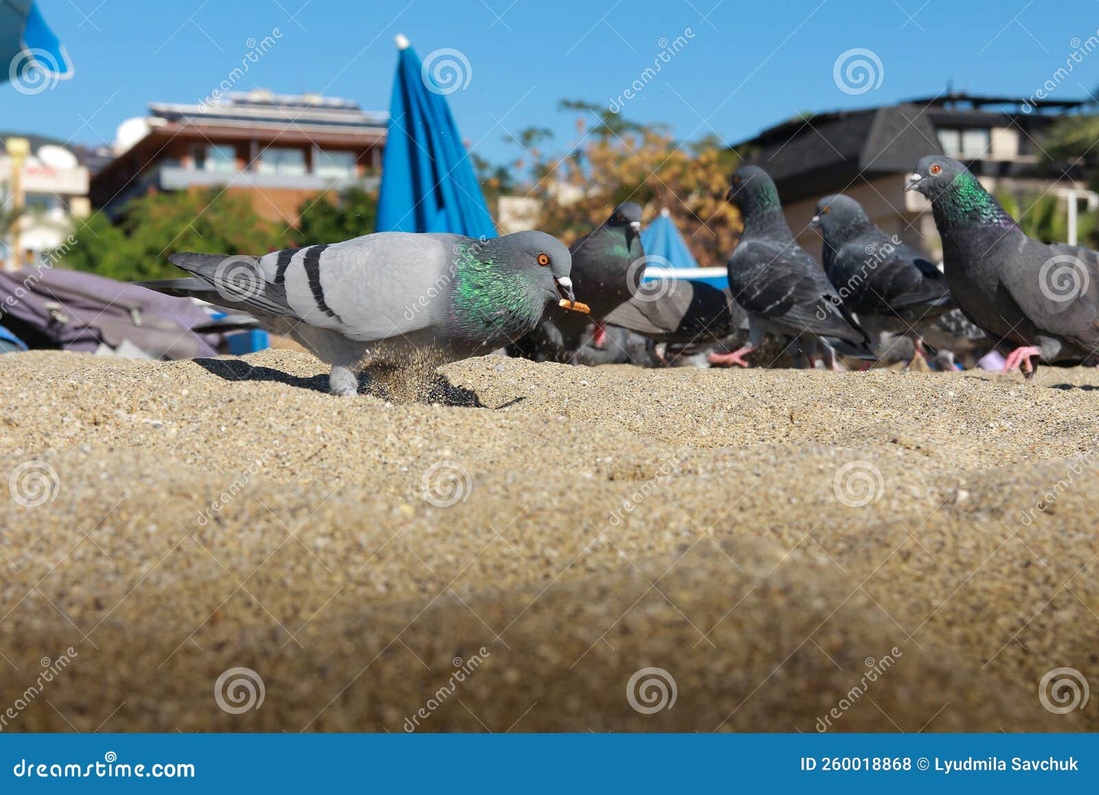 Pigeons Walk on a Sandy Beach Stock Photo - Image of wing, water: 260018868