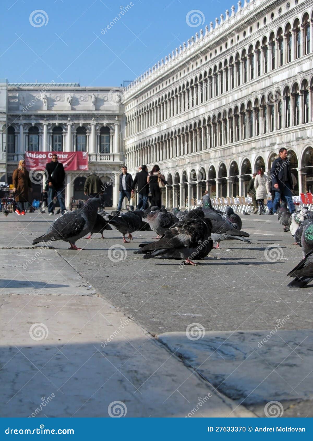 Pigeons Walking in a Crowded Square in Venice Editorial Image - Image ...