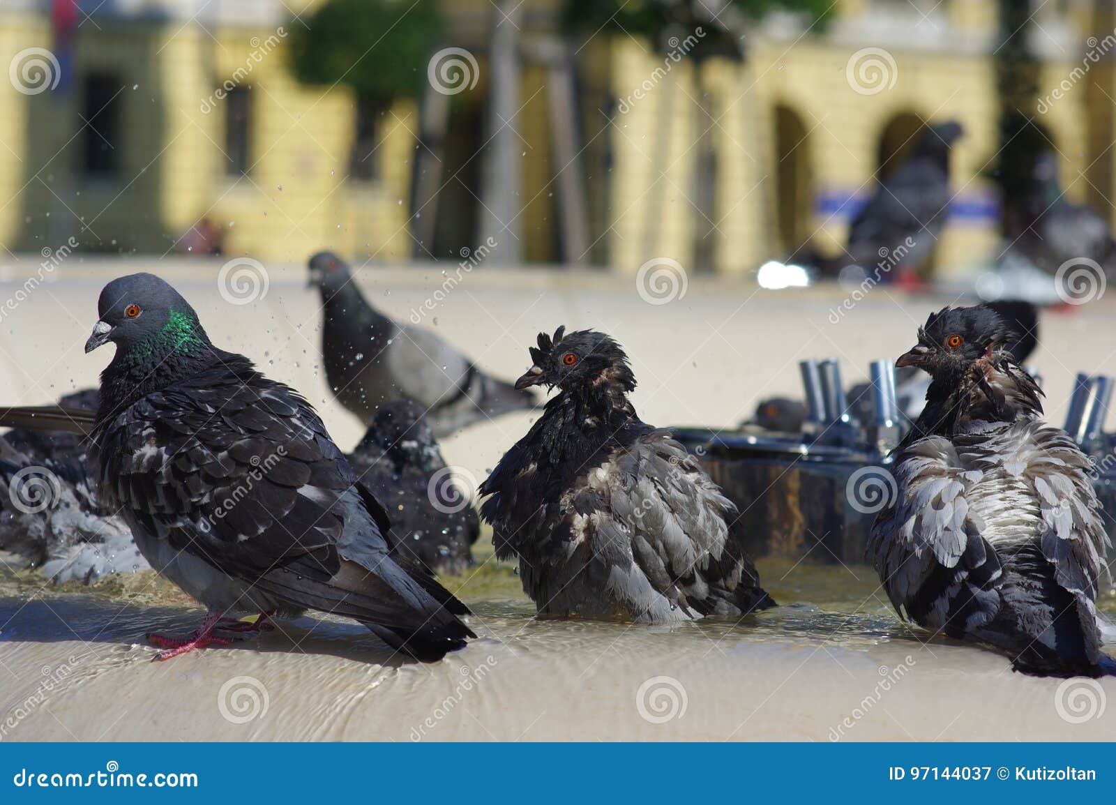 Pigeons on water stock image. Image of drink, landmark - 97144037