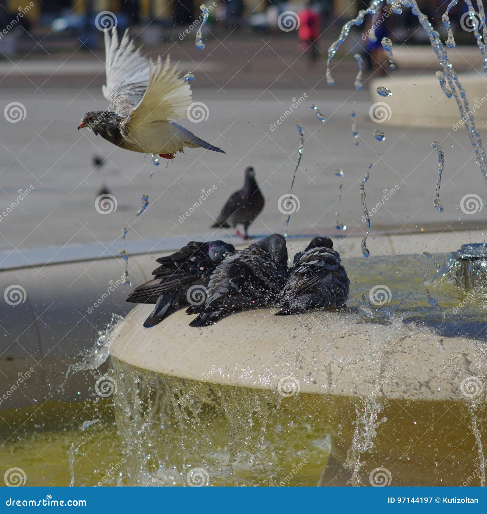 Pigeons on water 3 stock image. Image of flit, bathe - 97144197