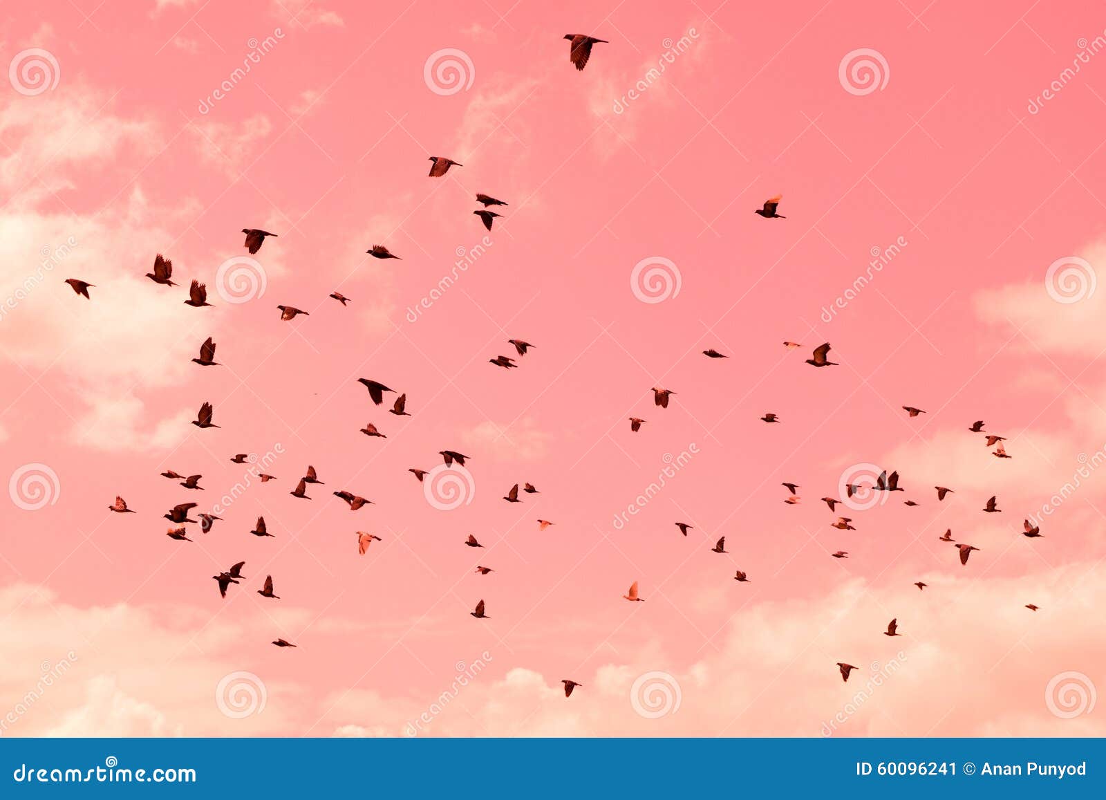 Pigeons Were Flying in the Pink Sweet Sky. Stock Image - Image of ...