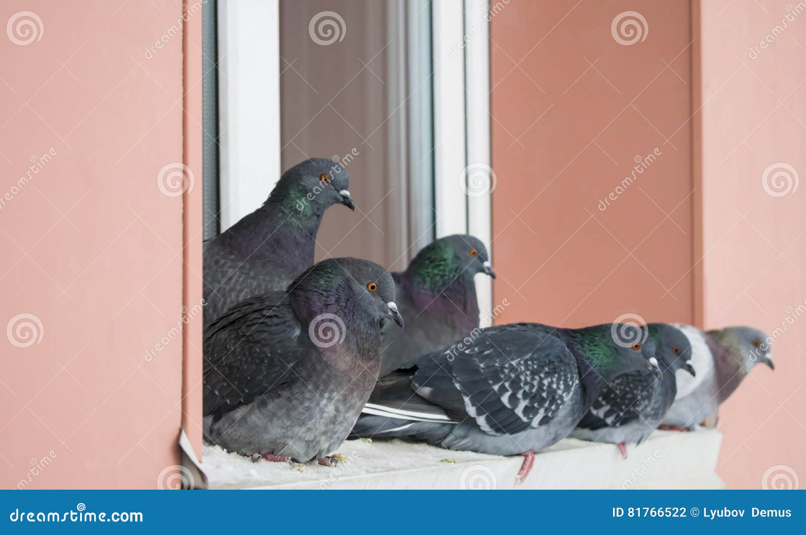 Pigeons Windowsill Stock Photos - Free & Royalty-Free Stock Photos from ...