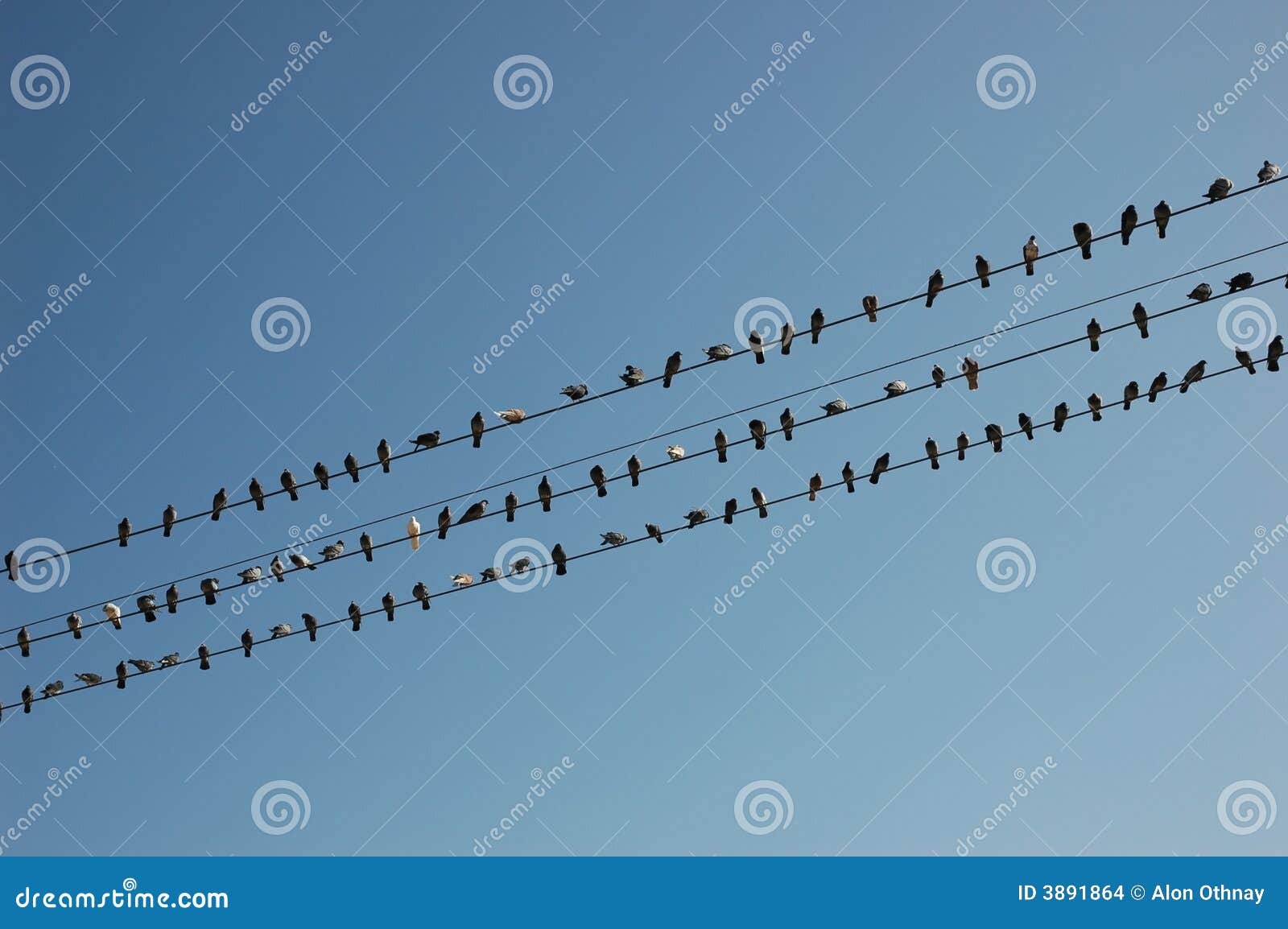Pigeons on wire stock photo. Image of group, urban, wire - 3891864