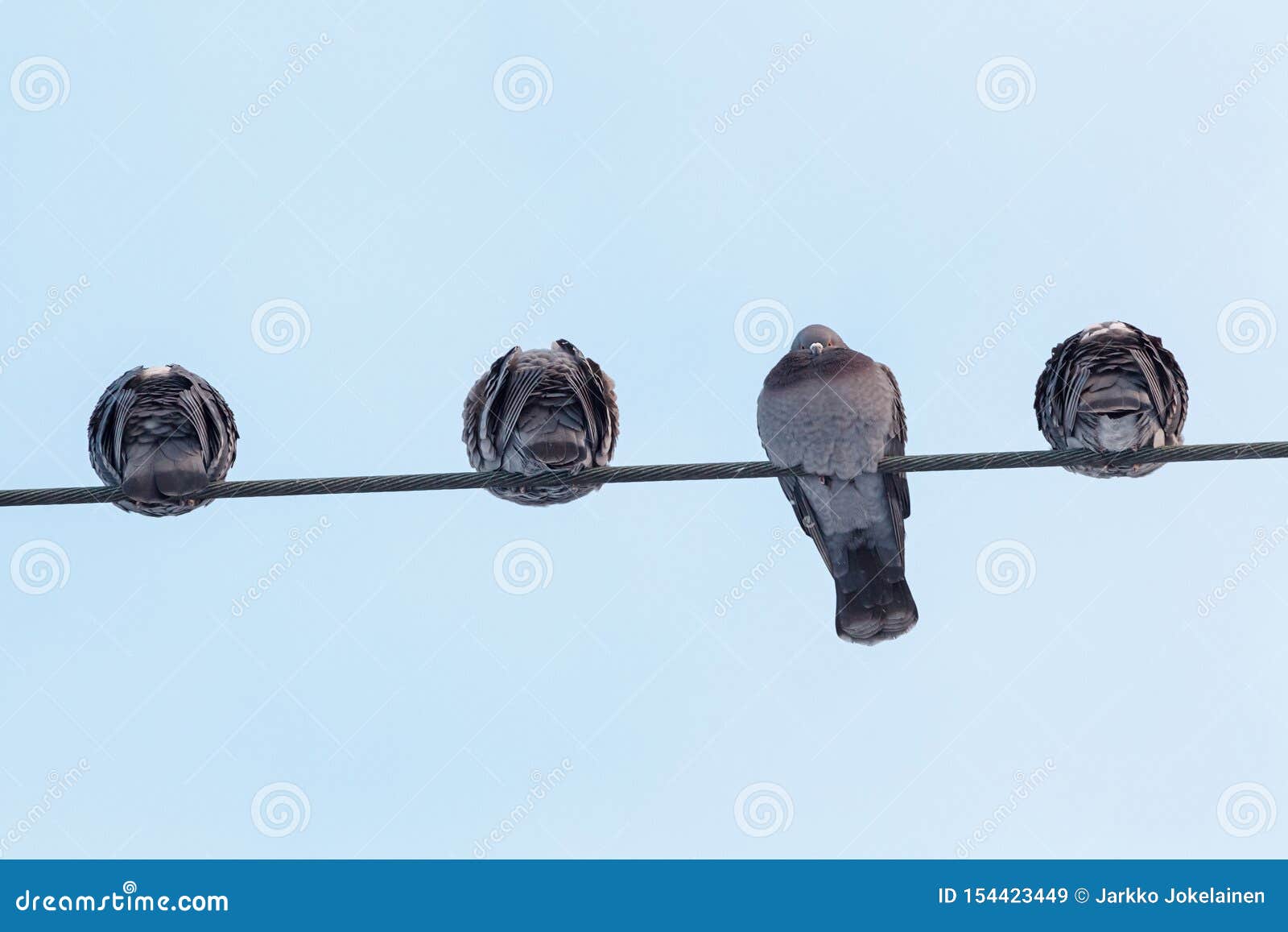 Four Domestic Pigeons on a Power Line Stock Image - Image of december ...