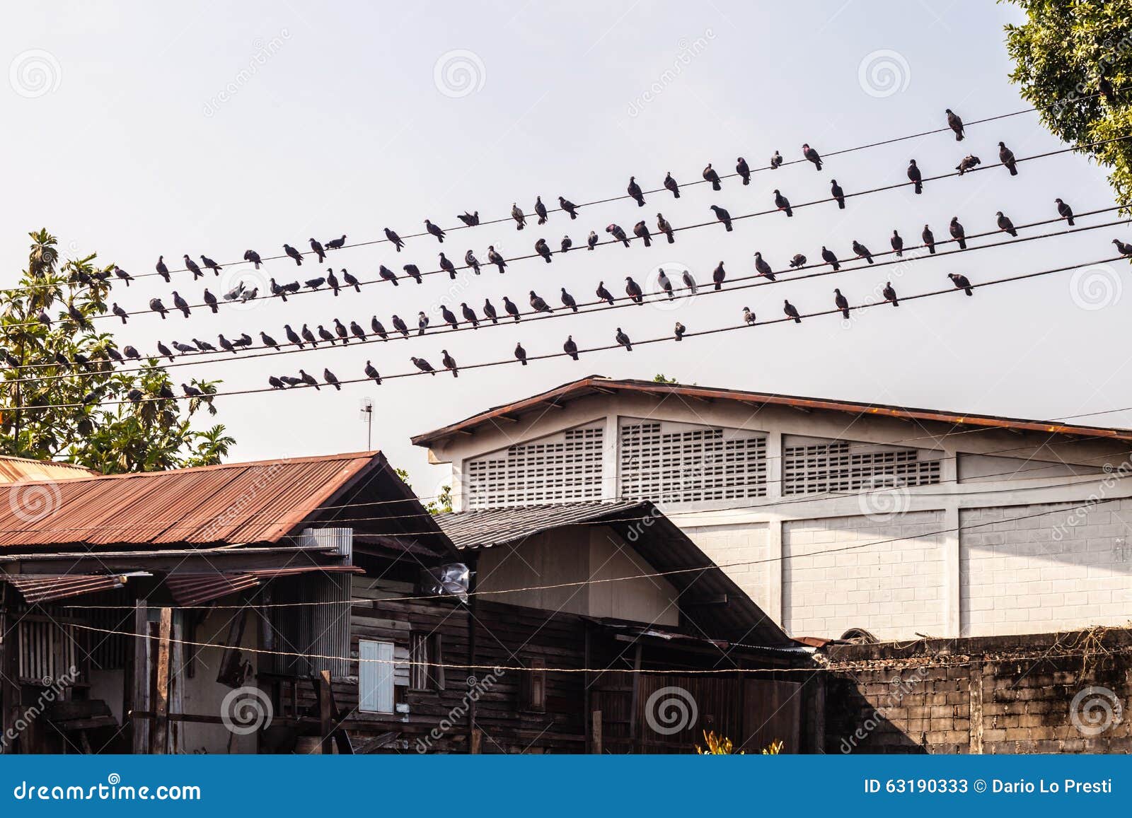 Pigeons on wire stock image. Image of rest, avian, flock - 63190333
