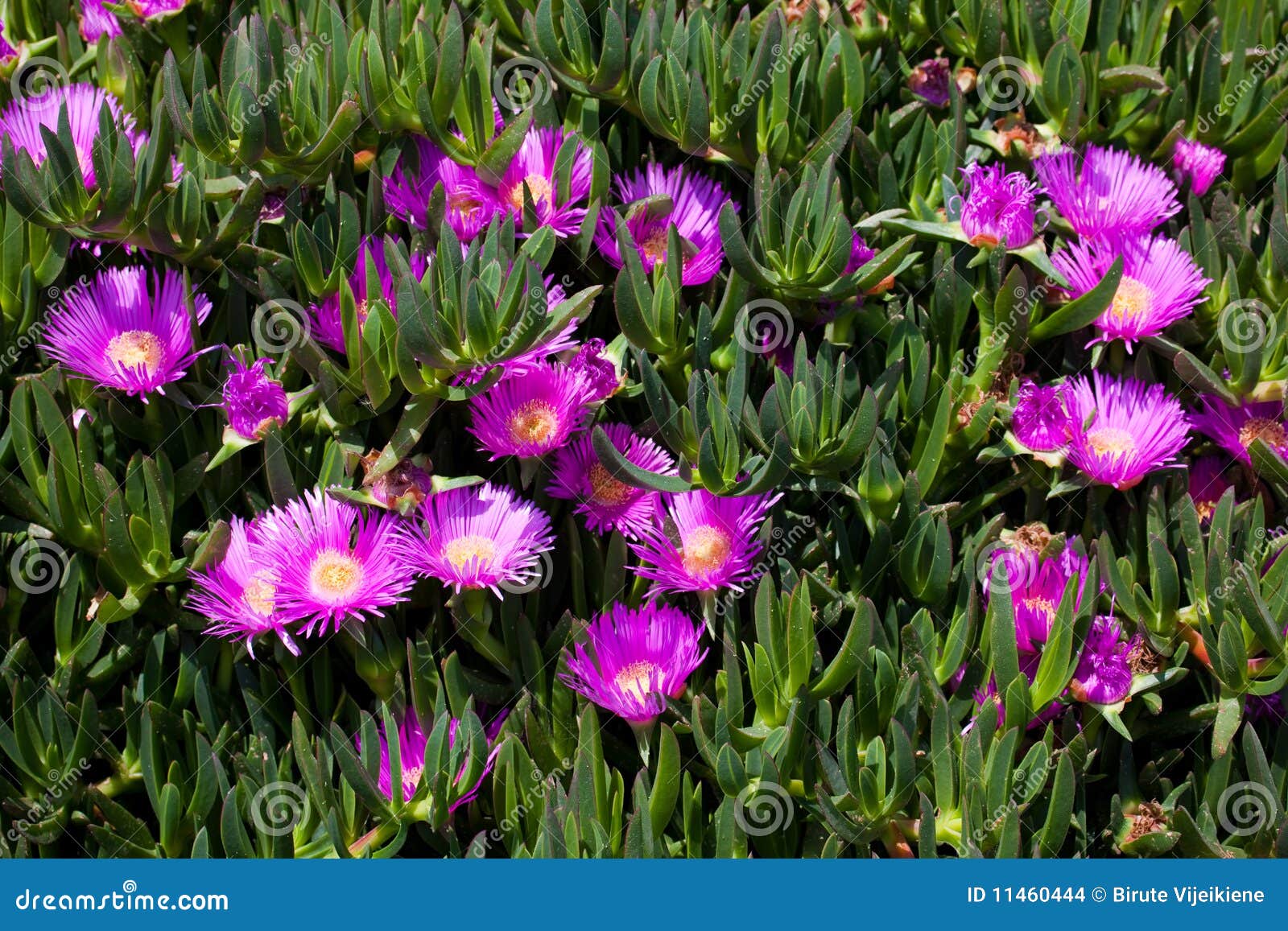 Pigface stock photo. Image of aequilaterus, nature, pigface - 11460444